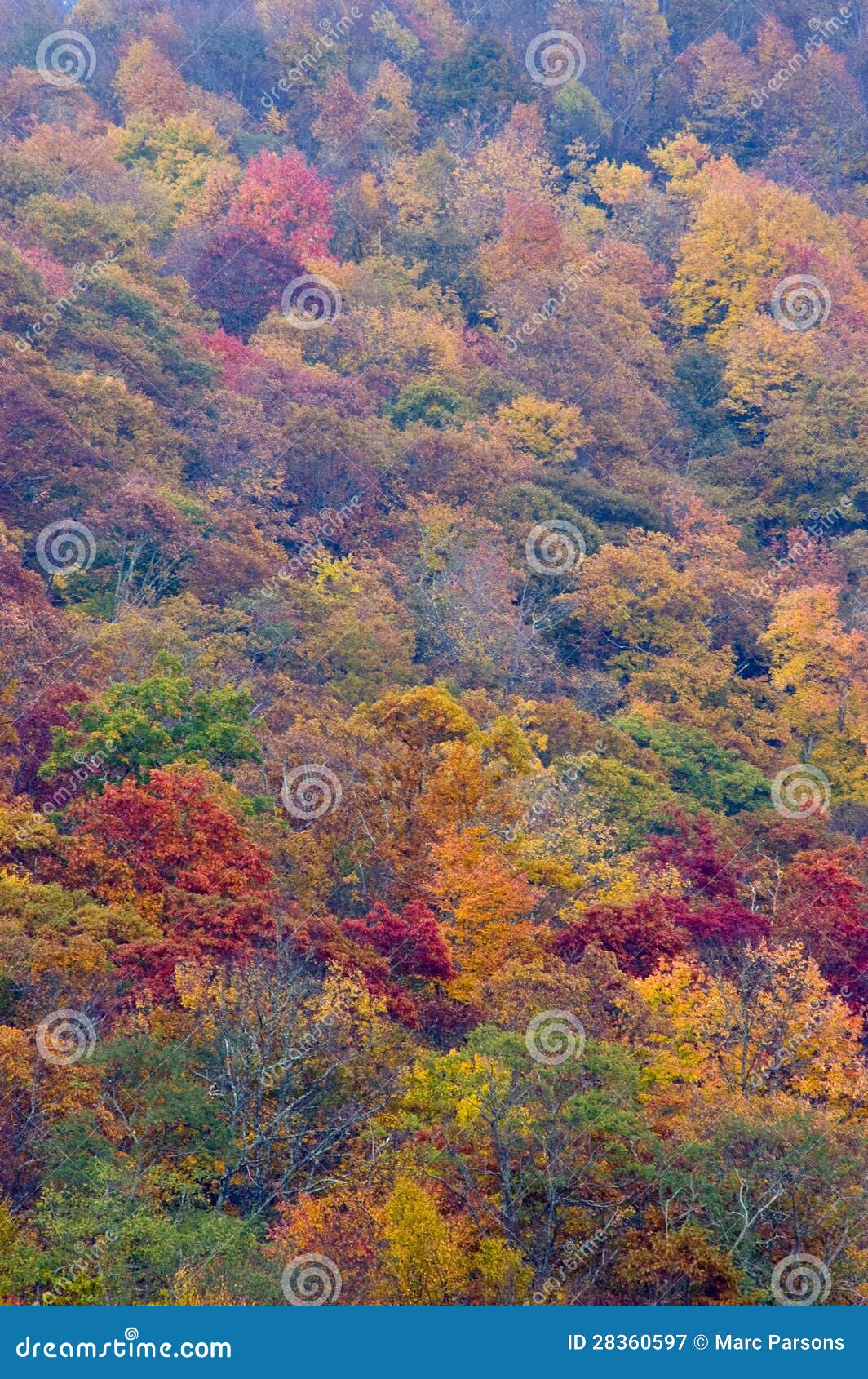 Trees in Fall Color stock image. Image of autumn, orange - 28360597
