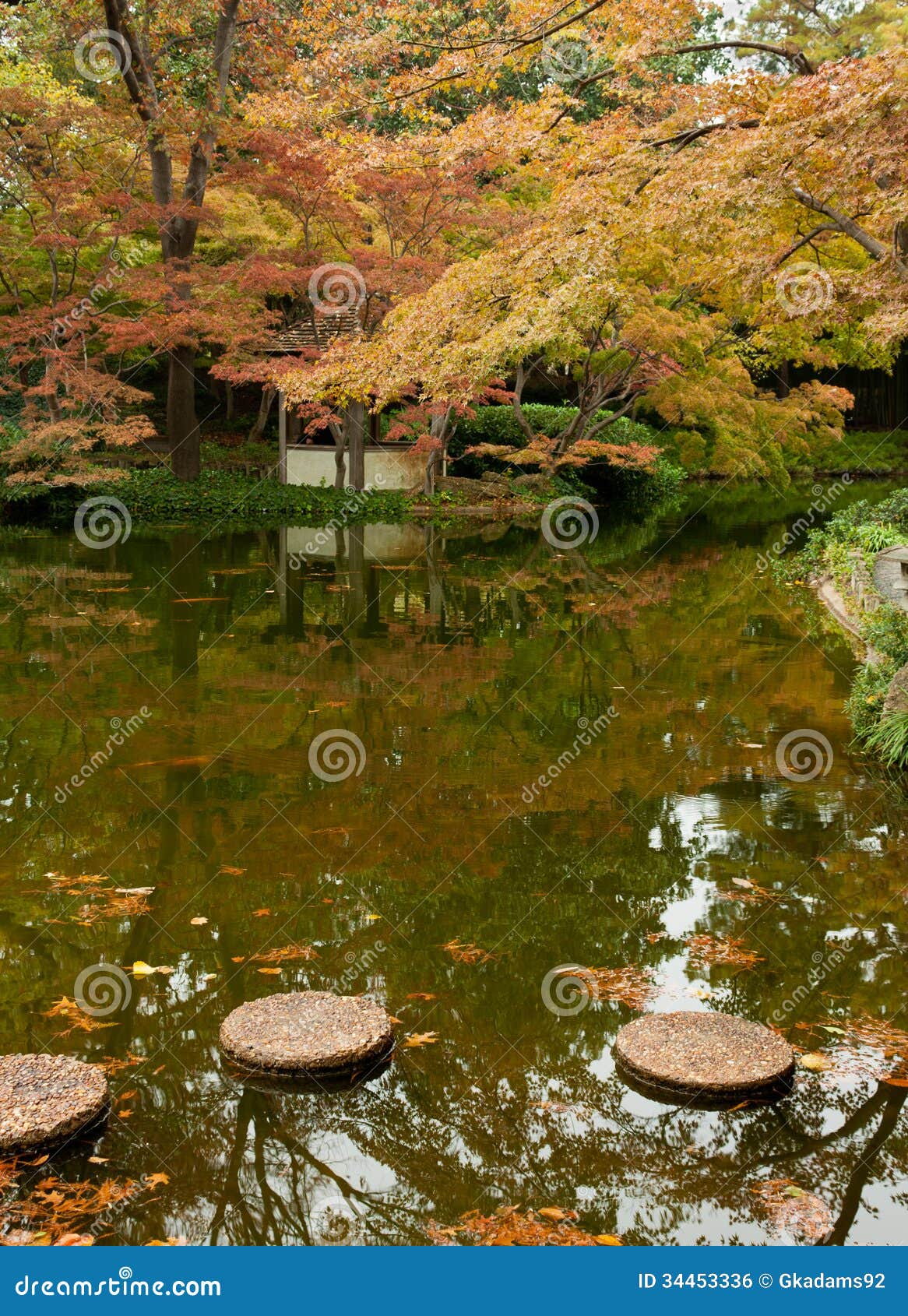 Trees in Fall Color by a Pond Stock Photo - Image of yellow, colorful ...