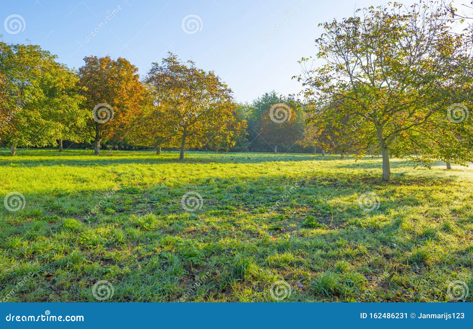 Trees in Fall Colors in a Green Grassy Field in Sunlight in Autumn ...