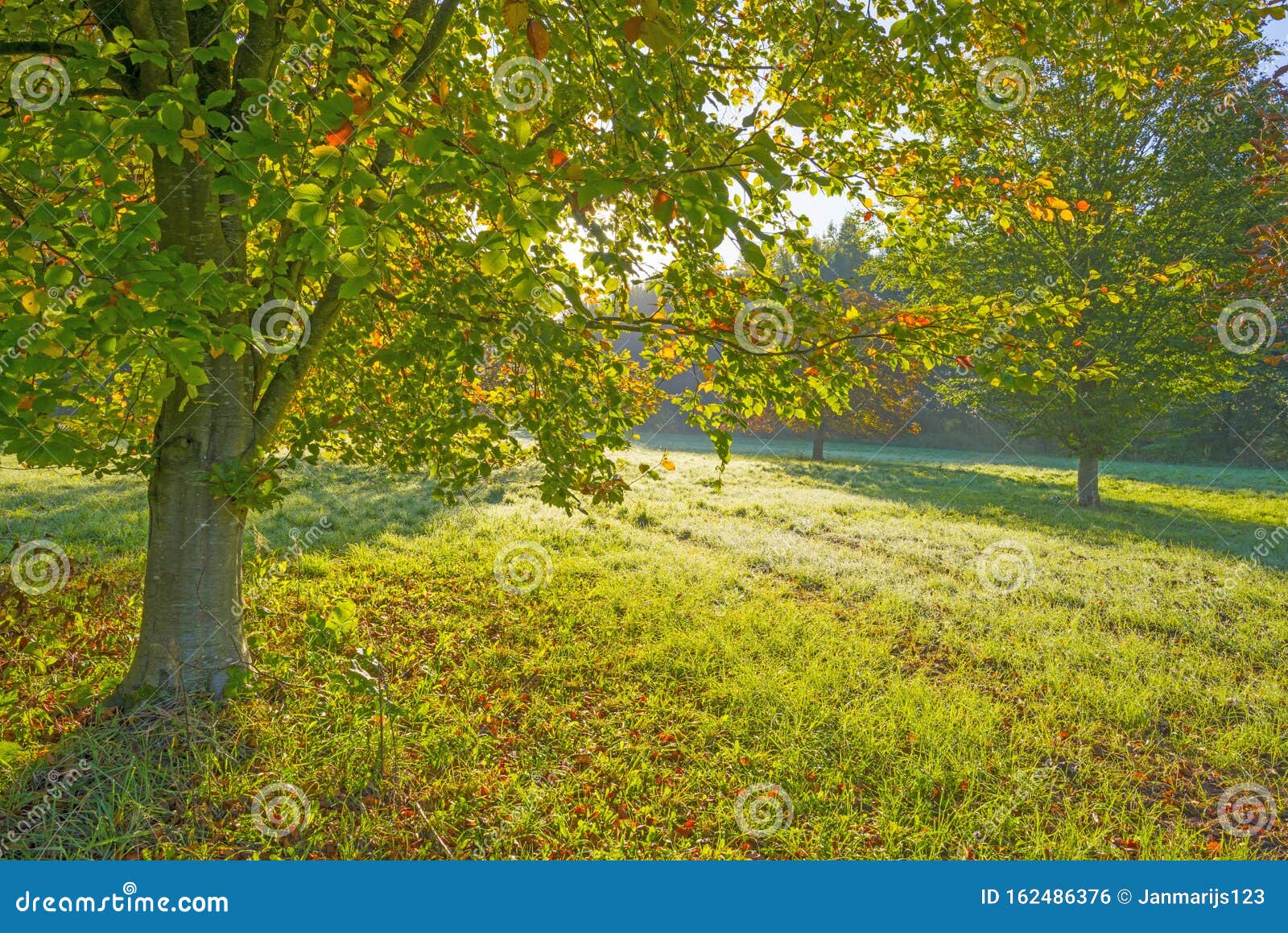 Trees in Fall Colors in a Green Grassy Field in Sunlight in Autumn ...
