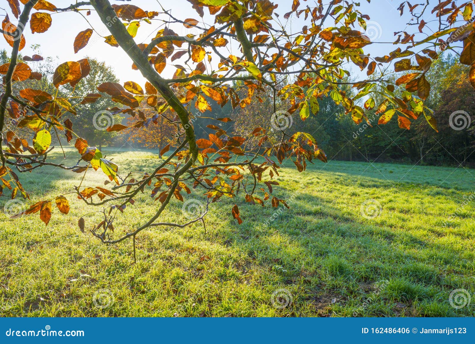 Trees in Fall Colors in a Green Grassy Field in Sunlight in Autumn ...