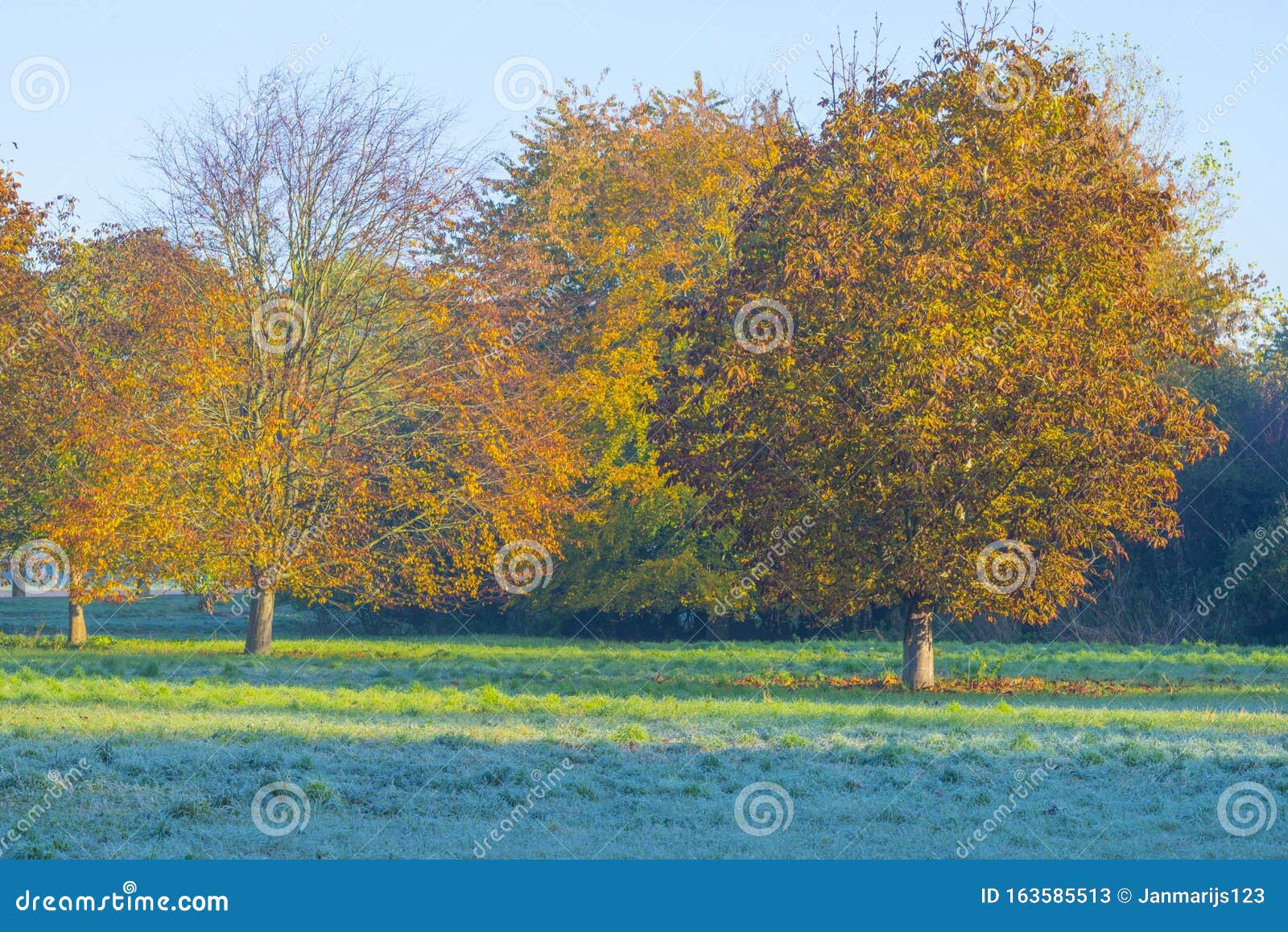 Trees in Fall Colors in a Green Grassy Field in Sunlight at Fall Stock ...