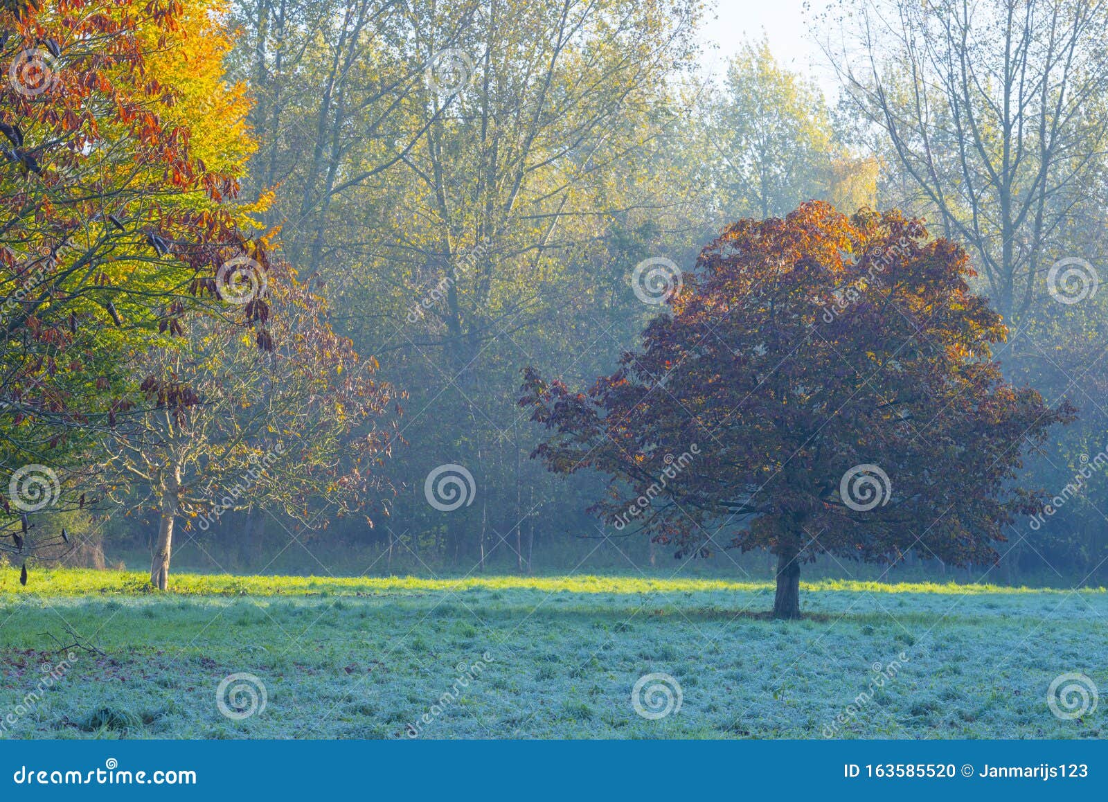 Trees in Fall Colors in a Green Grassy Field in Sunlight at Fall Stock ...
