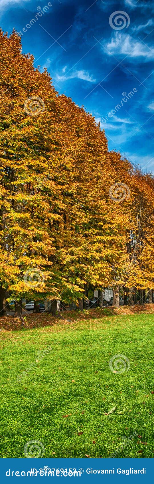 Trees and Fall Colors of Lucca - Italy Stock Image - Image of italy ...