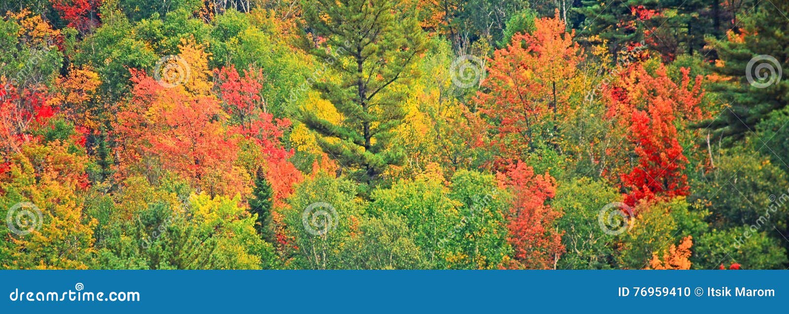Trees in fall colors stock photo. Image of states, tree - 76959410