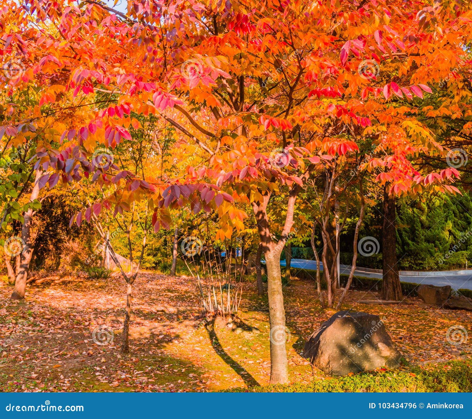 Trees in Fall Colors of Red Yellow and Orange Stock Photo - Image of ...