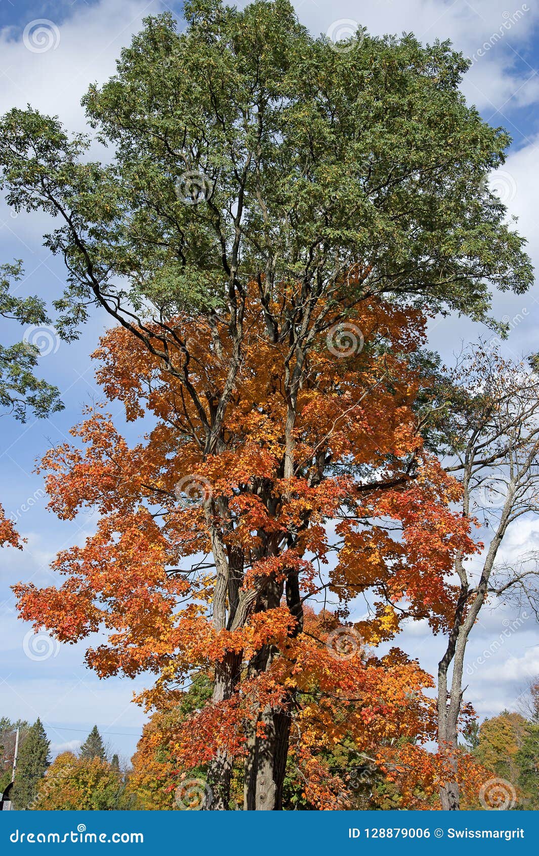 Trees in fall colors stock photo. Image of texture, leaves - 128879006