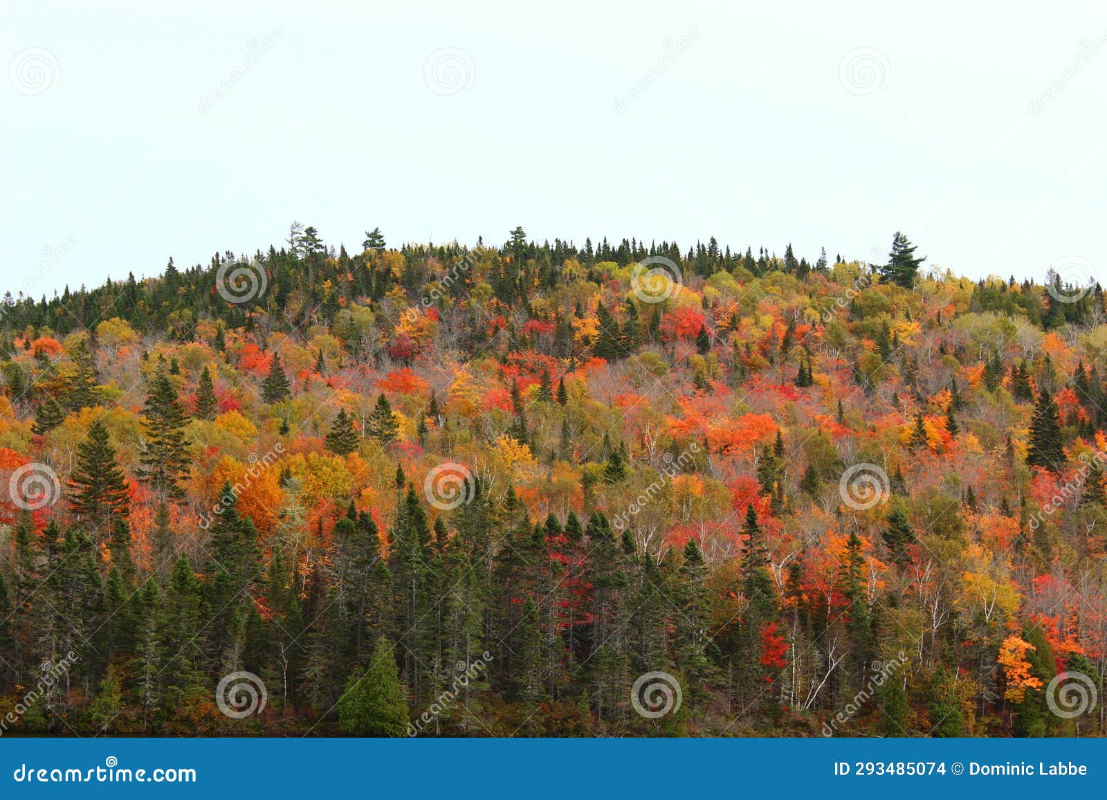 Trees in Fall Foliage in Charlevoix Stock Photo - Image of forest ...