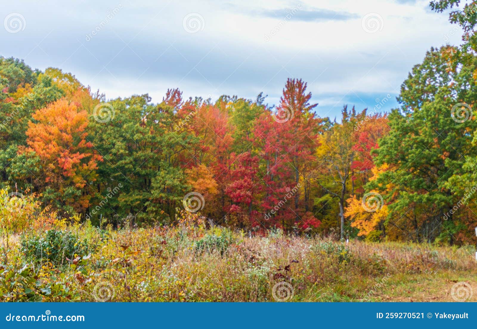 Trees with Fall Foliage Near a Meadow Stock Image - Image of clouds ...