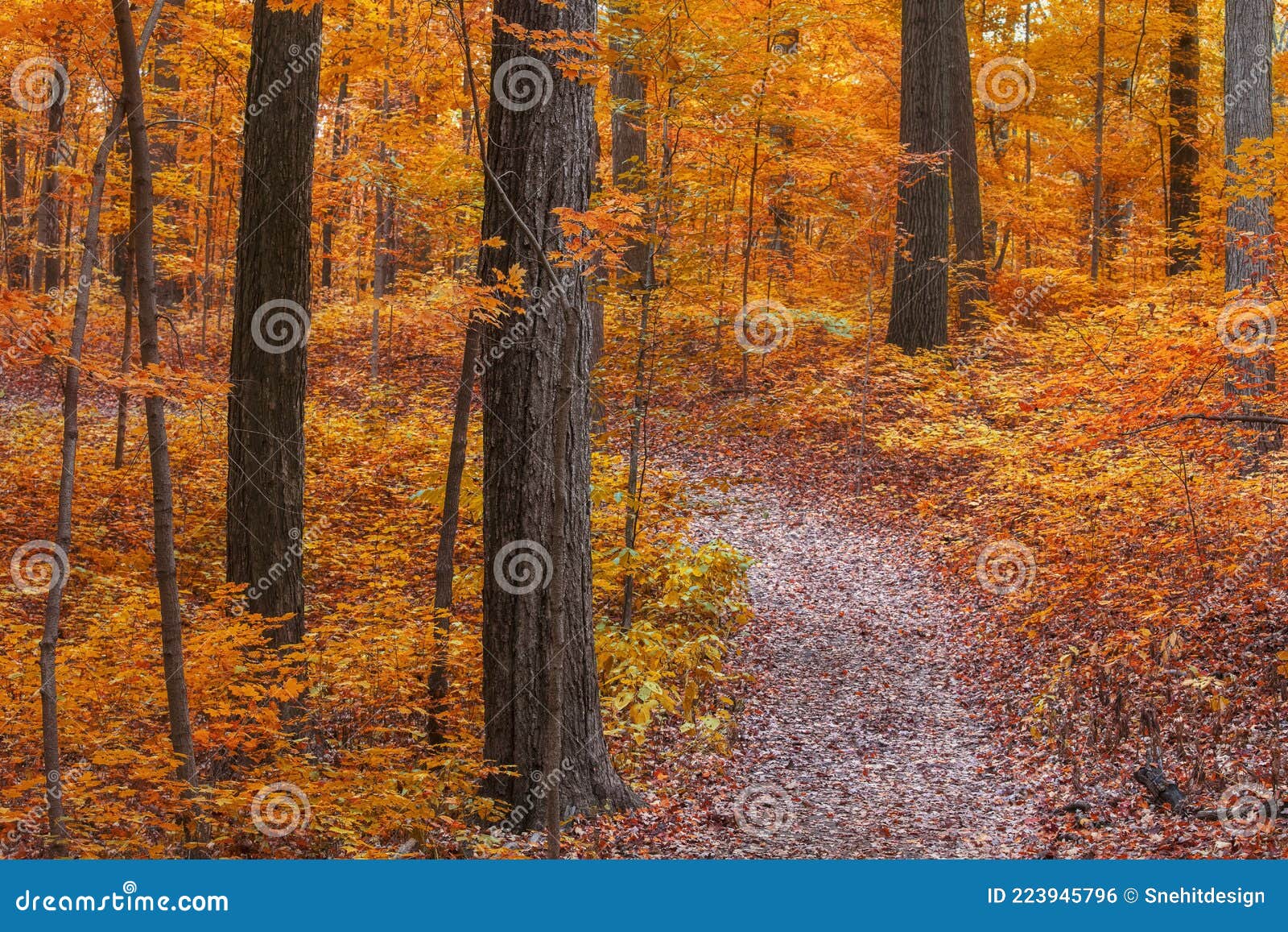 Trees with Fall Foliage in Rural Michigan State Stock Photo - Image of ...