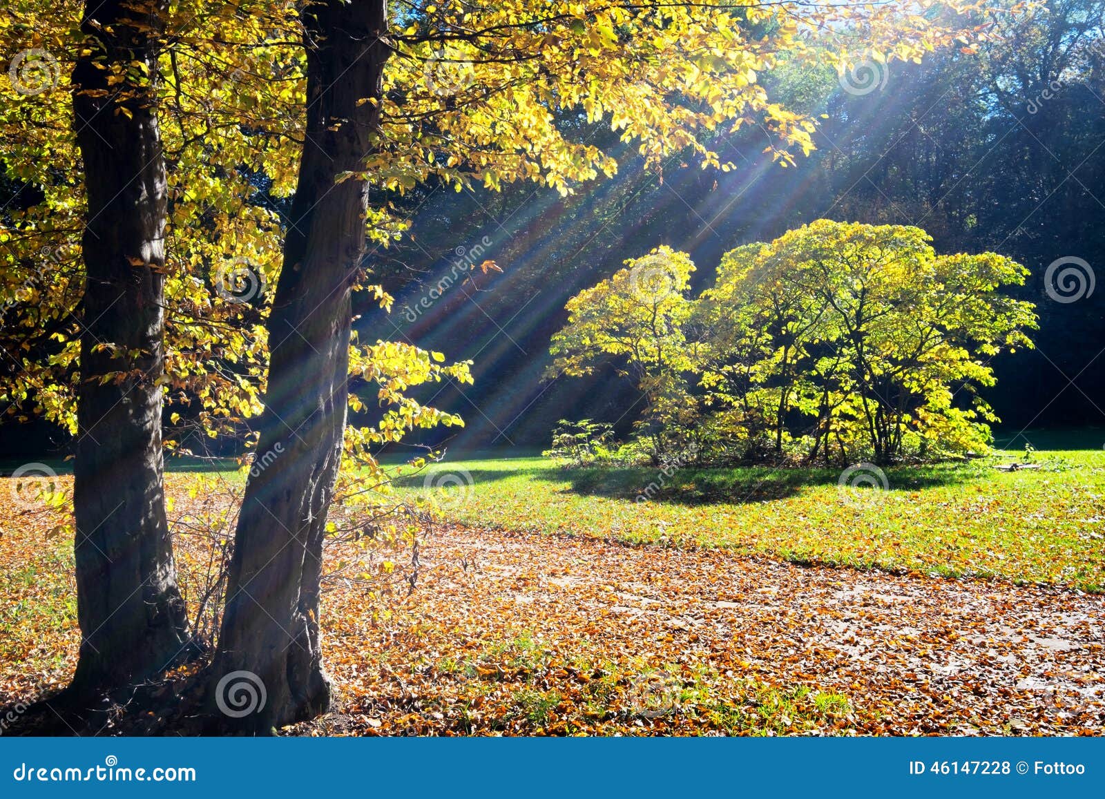 Trees at fall stock photo. Image of broadleaf, color - 46147228