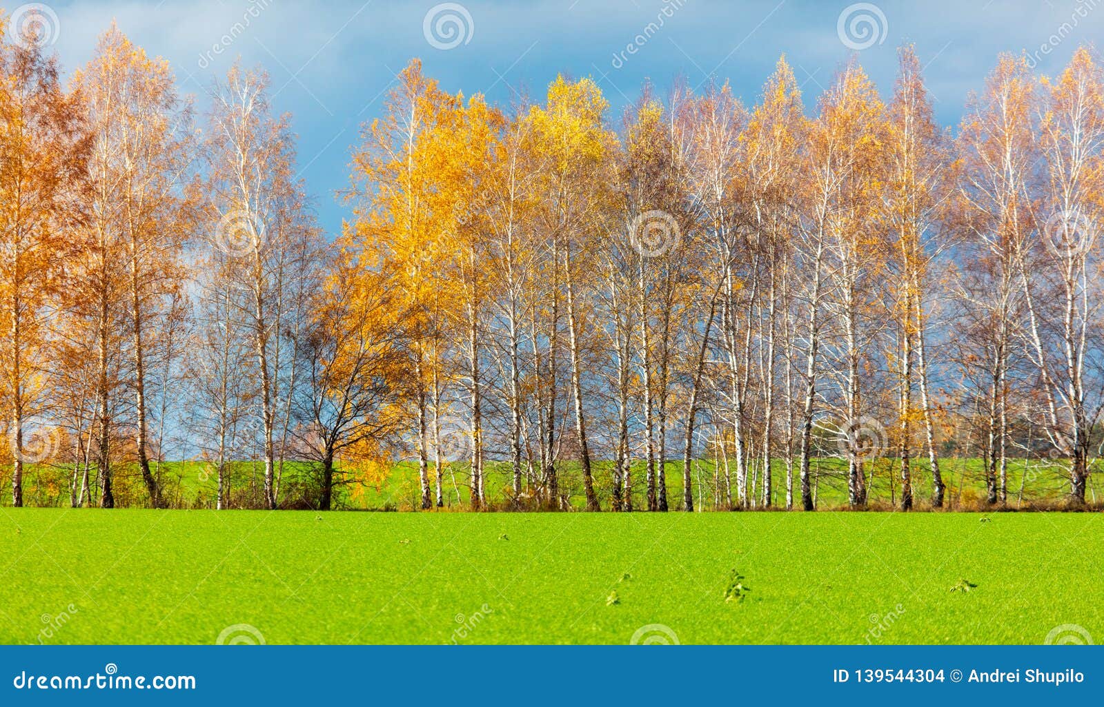 Trees in the Fall on Green Grass Stock Photo - Image of beauty, green ...