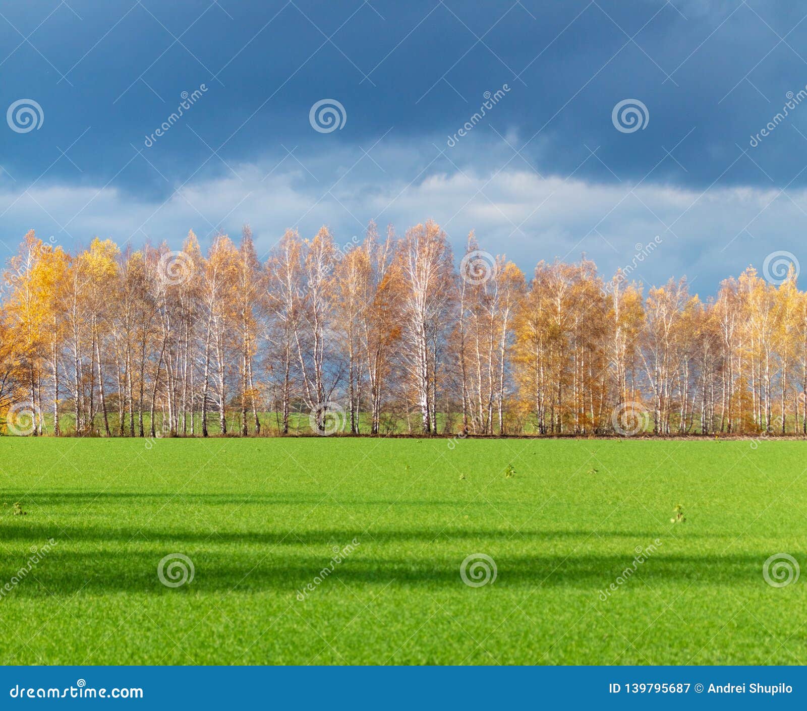 Trees in the Fall on Green Grass Stock Image - Image of forest, grass ...