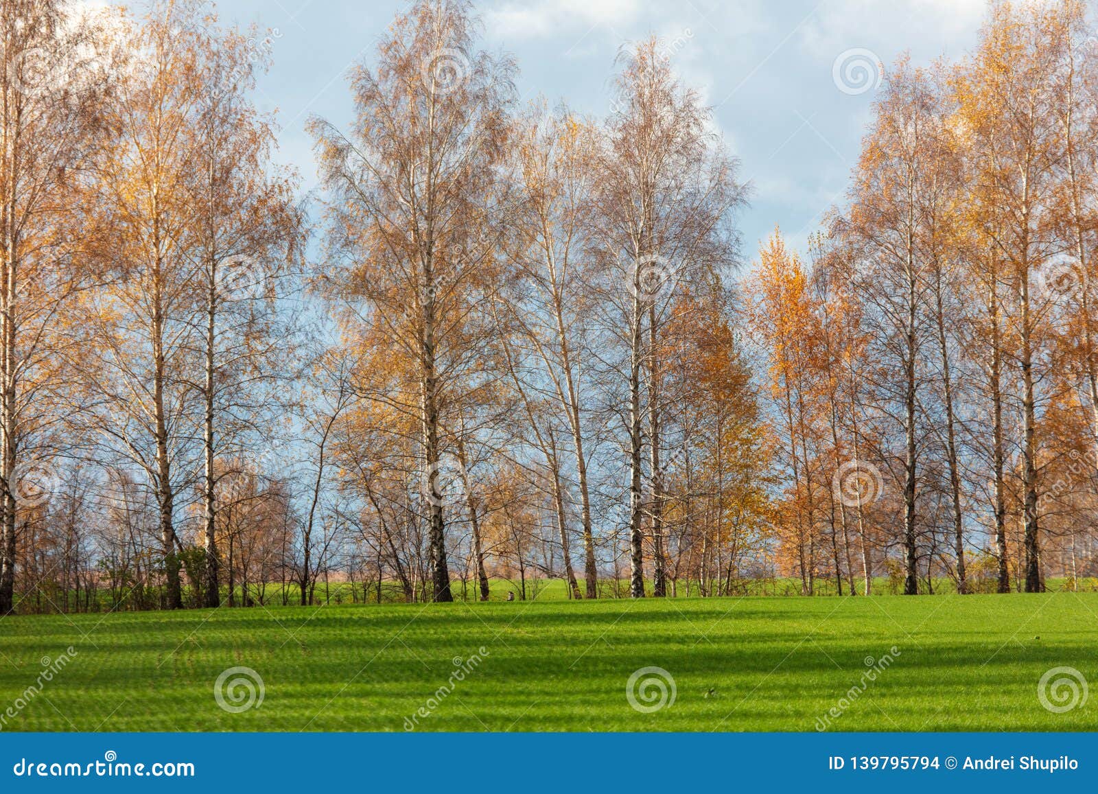 Trees in the Fall on Green Grass Stock Photo - Image of nature, beauty ...