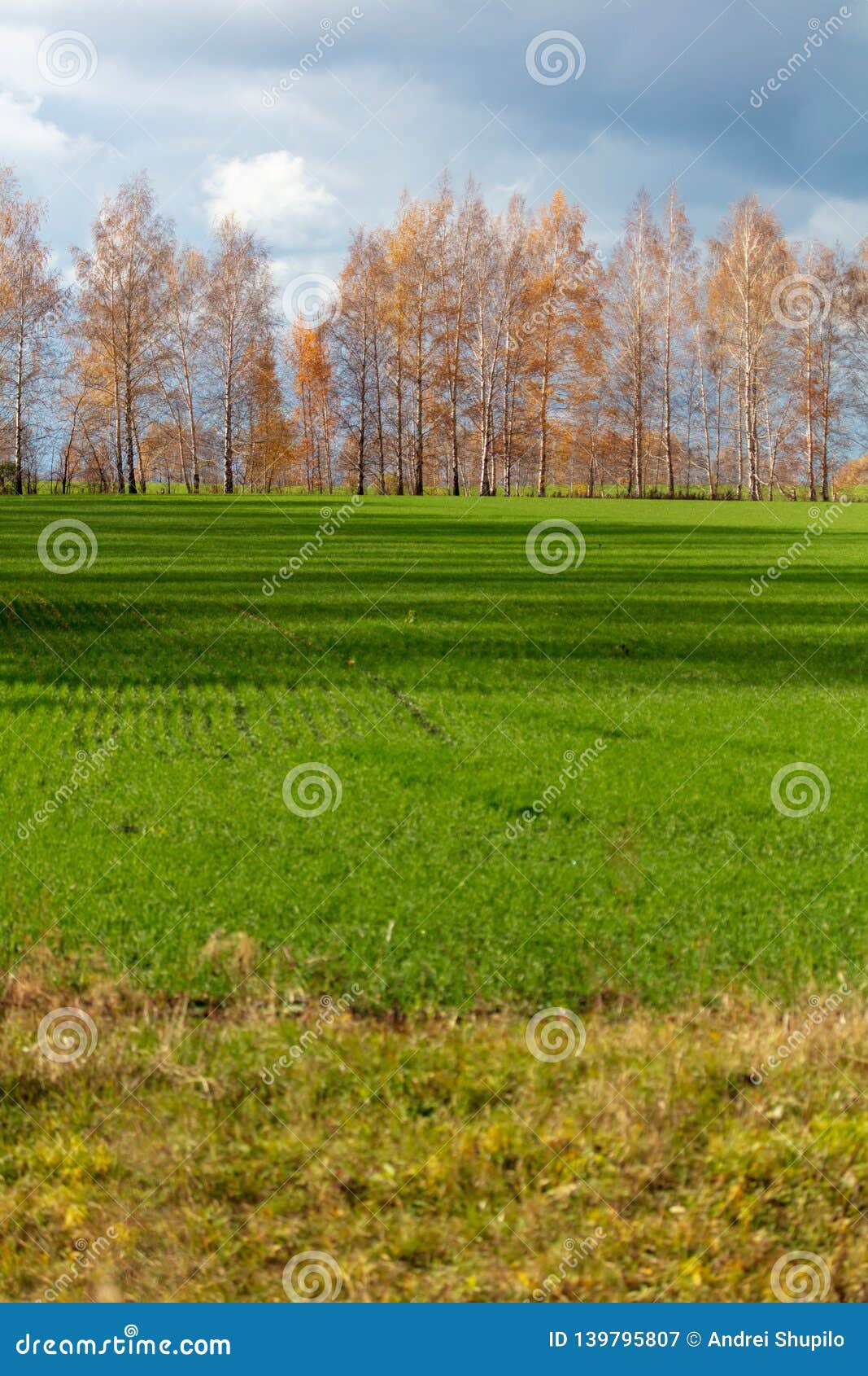 Trees in the Fall on Green Grass Stock Image - Image of park, blue ...