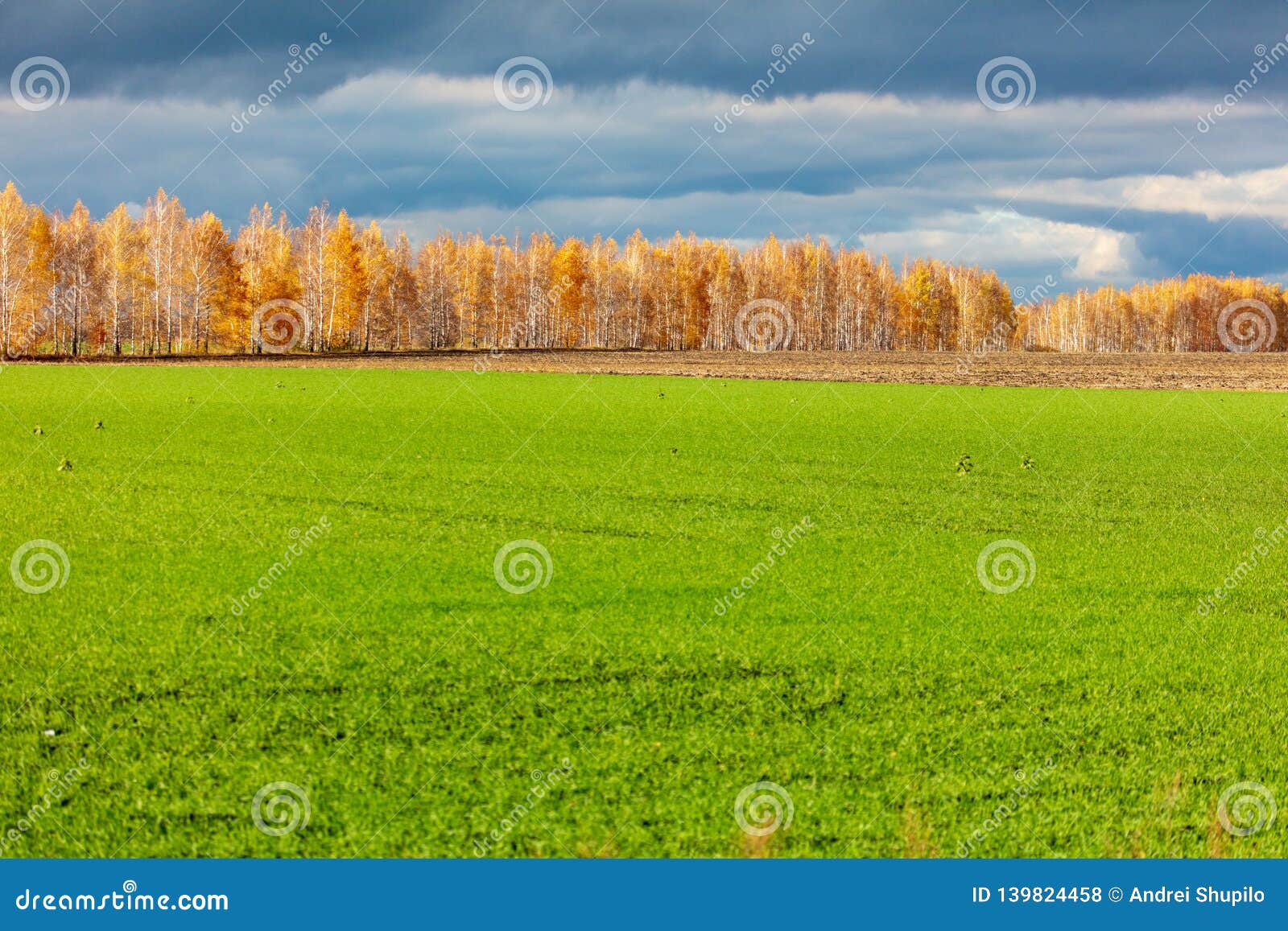 Trees in the Fall on Green Grass Stock Photo - Image of wood, plant ...