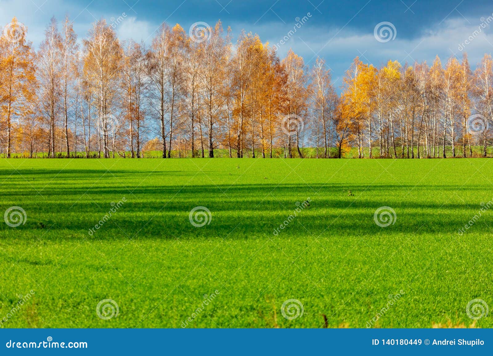 Trees in the Fall on Green Grass Stock Image - Image of background ...
