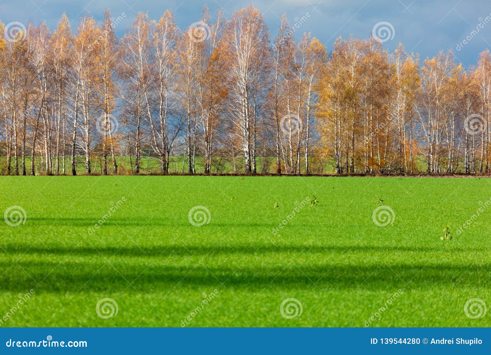 Trees in the Fall on Green Grass Stock Photo - Image of foliage, fall ...