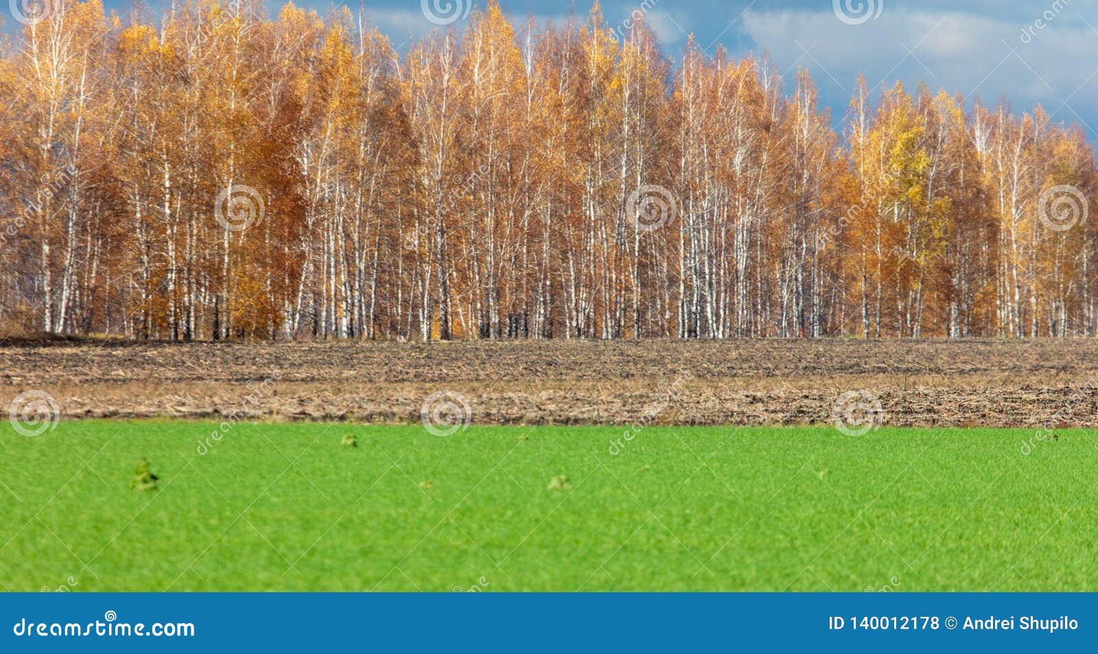 Trees in the Fall on Green Grass Stock Photo - Image of autumn, yellow ...