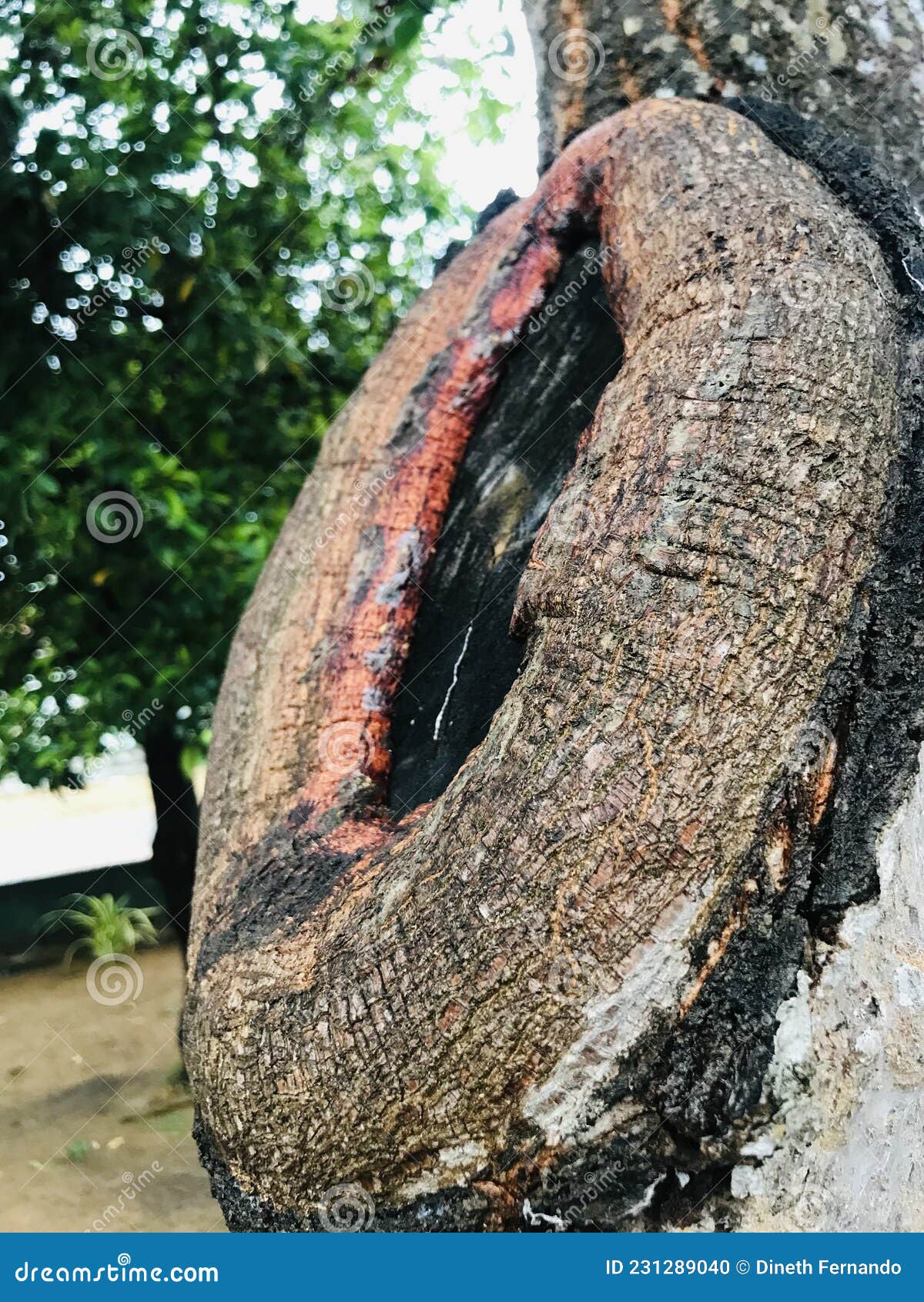The Trees Fall on Mango Tree Stock Photo - Image of green, trunk: 231289040