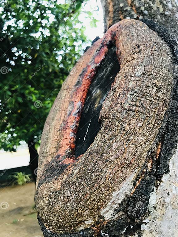 The Trees Fall on Mango Tree Stock Photo - Image of green, trunk: 231289040