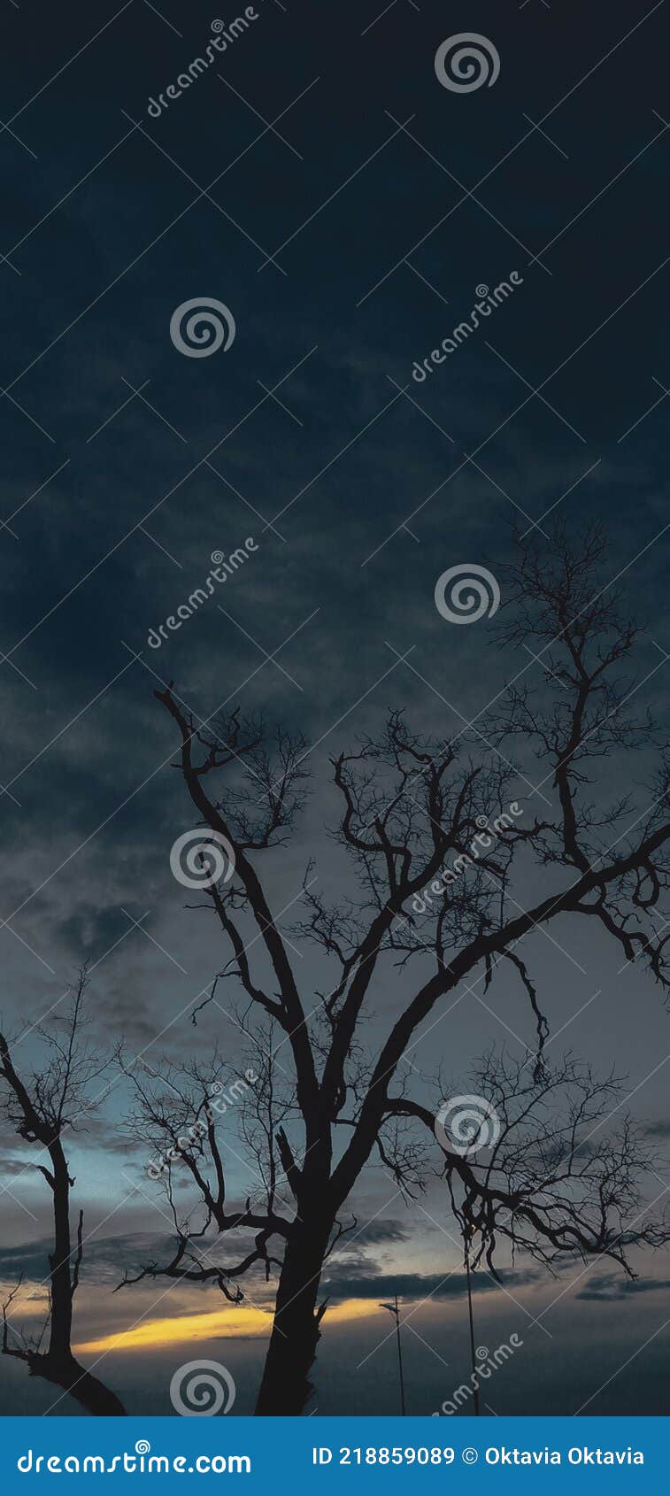 Trees that fall at night stock image. Image of mist - 218859089