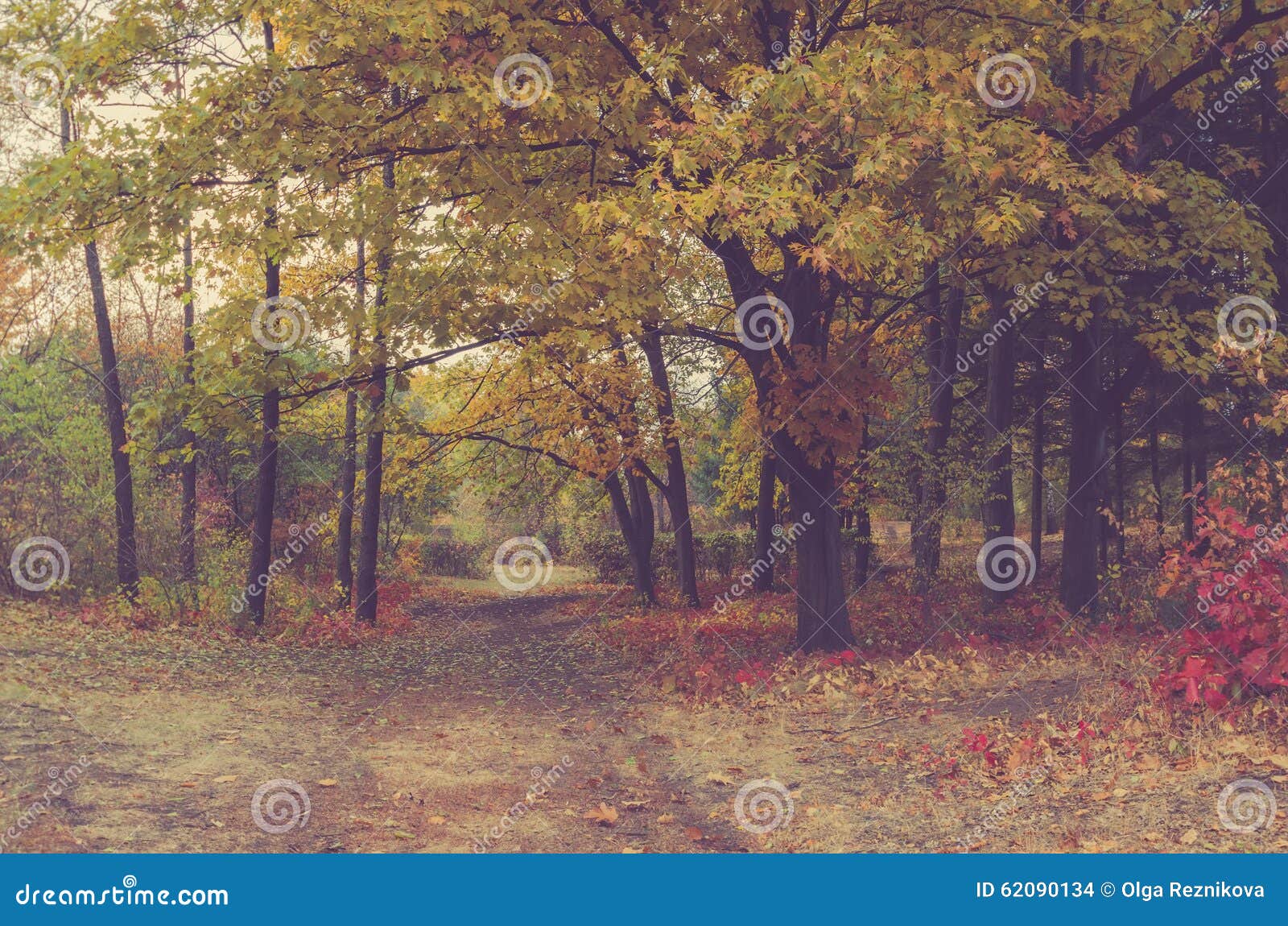 Trees at Fall Park in Faded Colors Stock Photo - Image of forest, beech ...