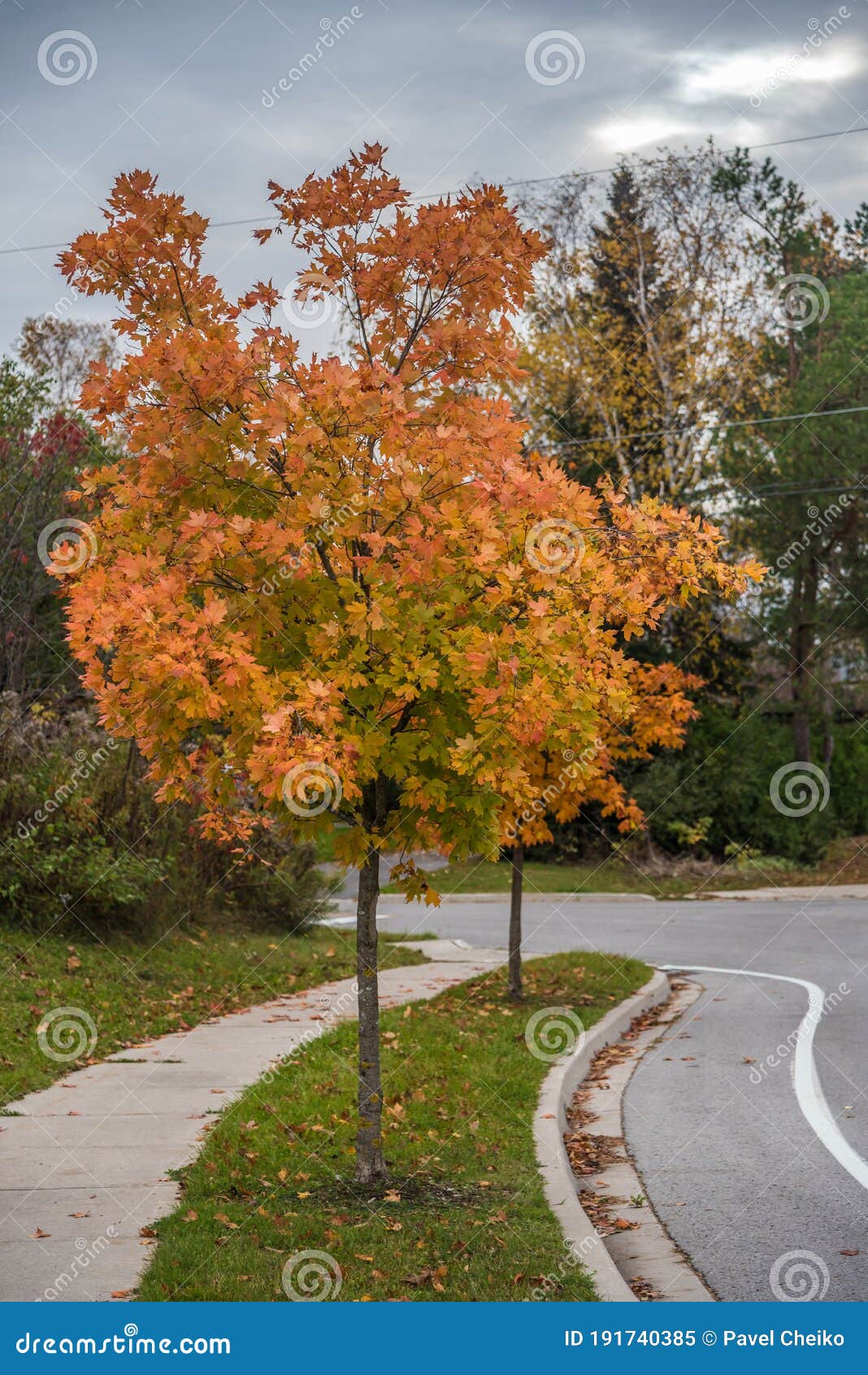 Trees in fall time stock image. Image of season, yellow - 191740385