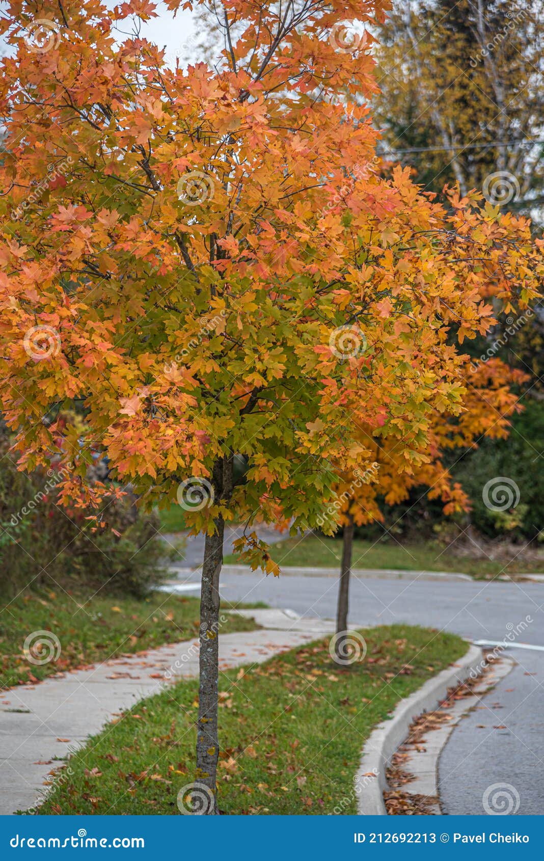 Trees in fall time stock image. Image of forest, season - 212692213