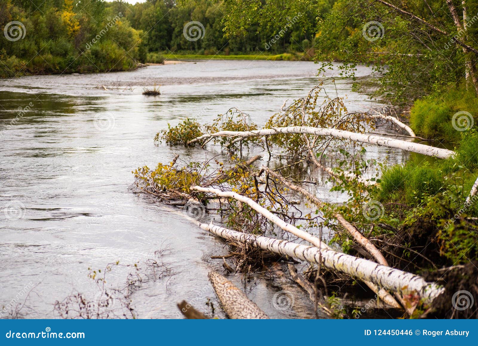 Trees Fallen into the Chena River Stock Photo - Image of natural ...