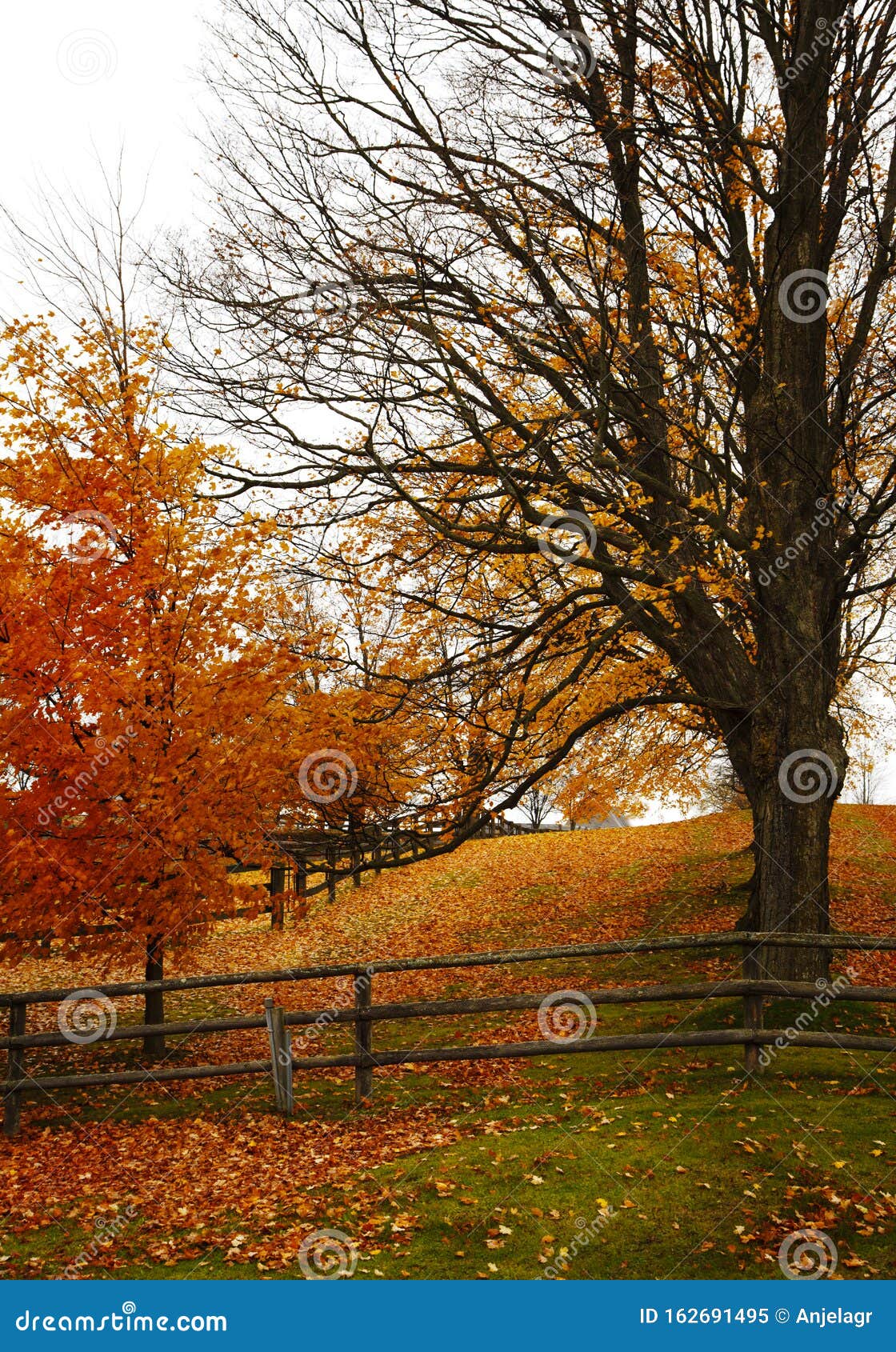 Trees with Fallen Leaves in the Autumn Garden Stock Image - Image of ...