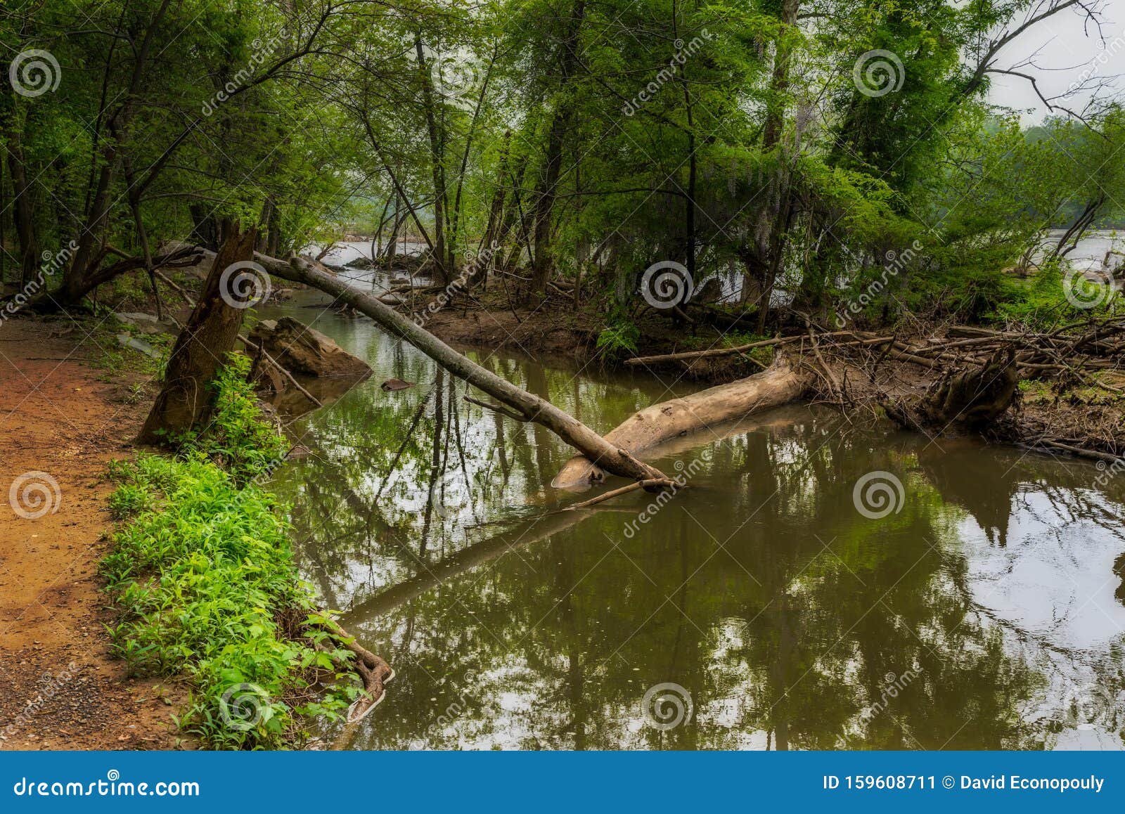 Trees Fallen in the River with Reflections in the Water Stock Image ...