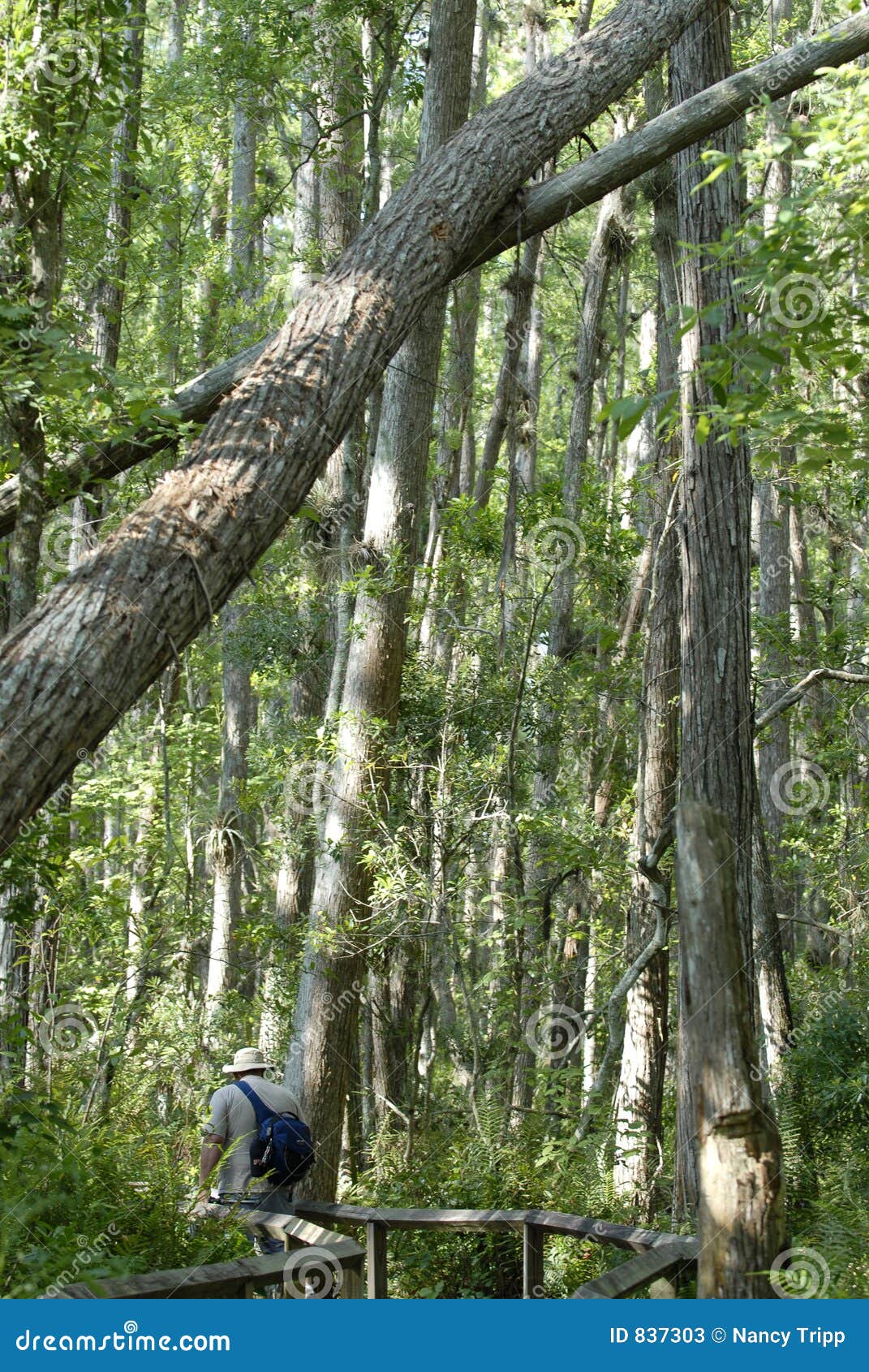 Trees falling stock image. Image of brush, board, land - 837303