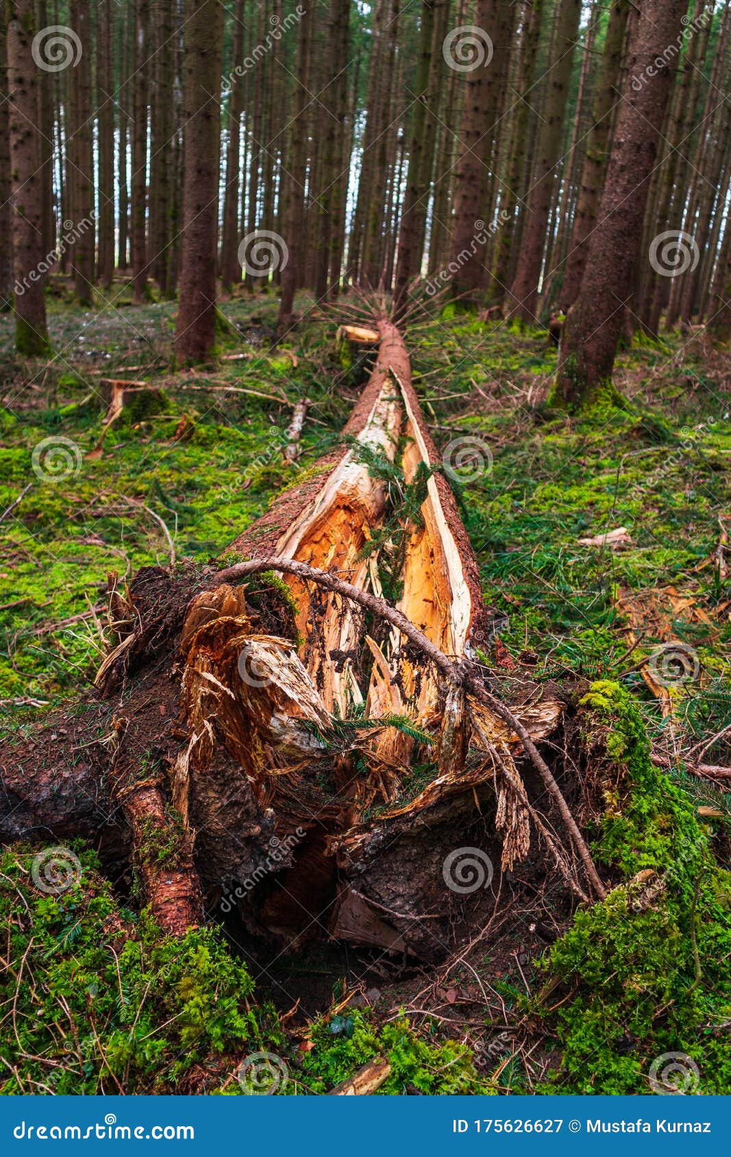 Trees Falling in the Forest from Storm Stock Image - Image of forest ...