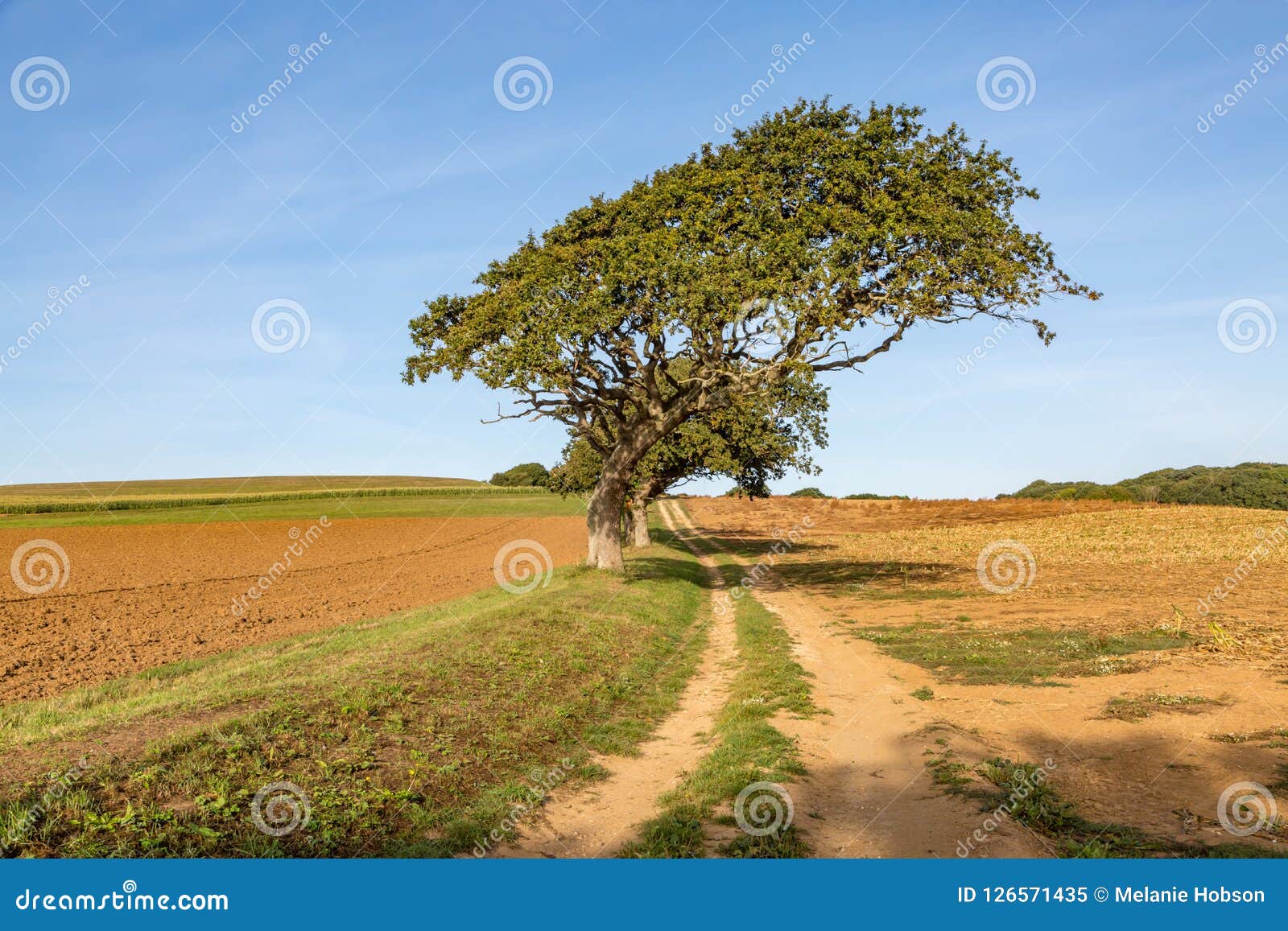 Trees and Farmland stock image. Image of countryside - 126571435