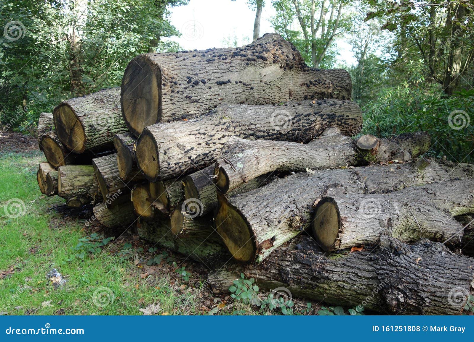 A Trees Fate stock photo. Image of stack, woodland, forest - 161251808