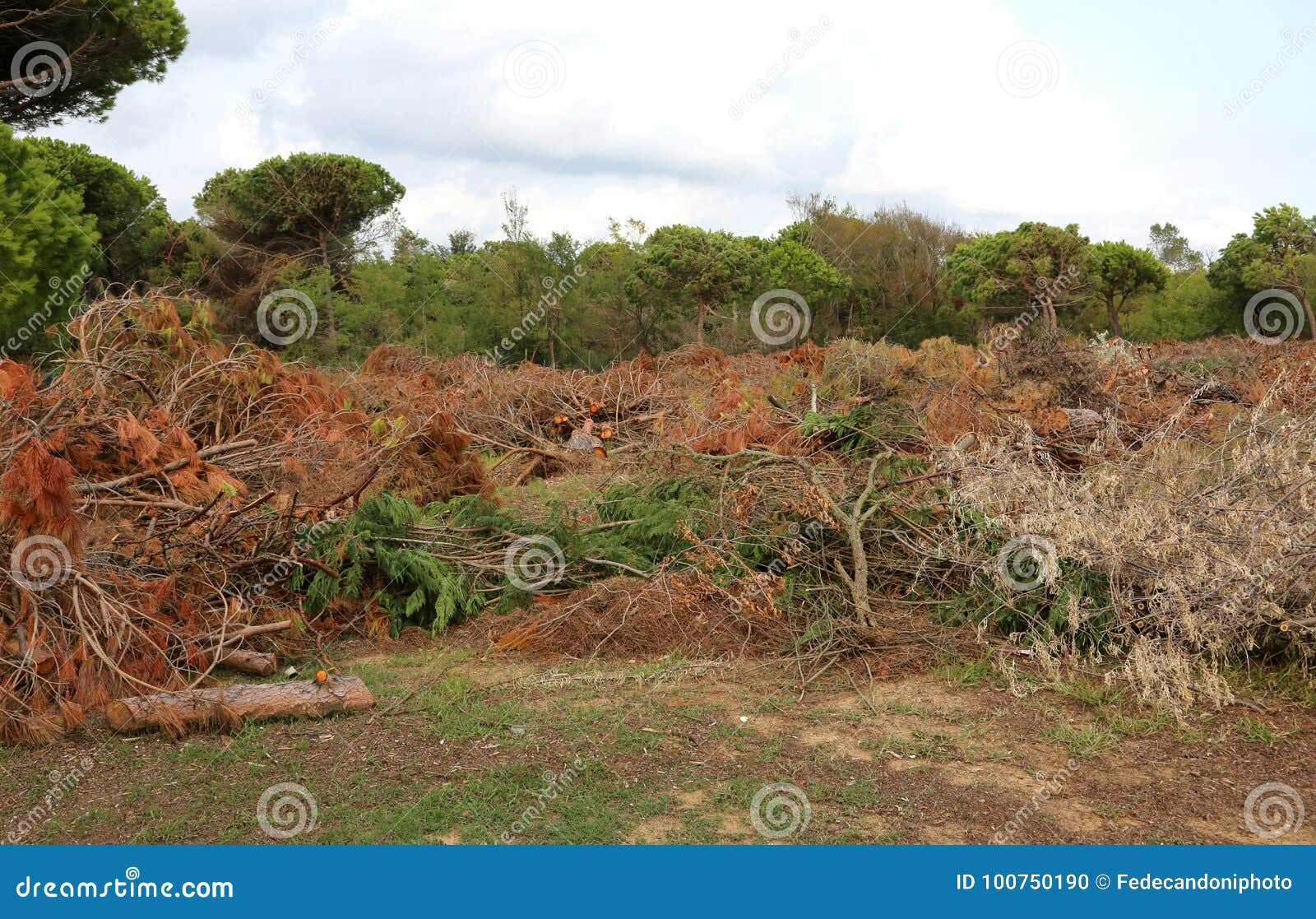 Trees Fell after the Passage of the Powerful Tornado Stock Photo ...
