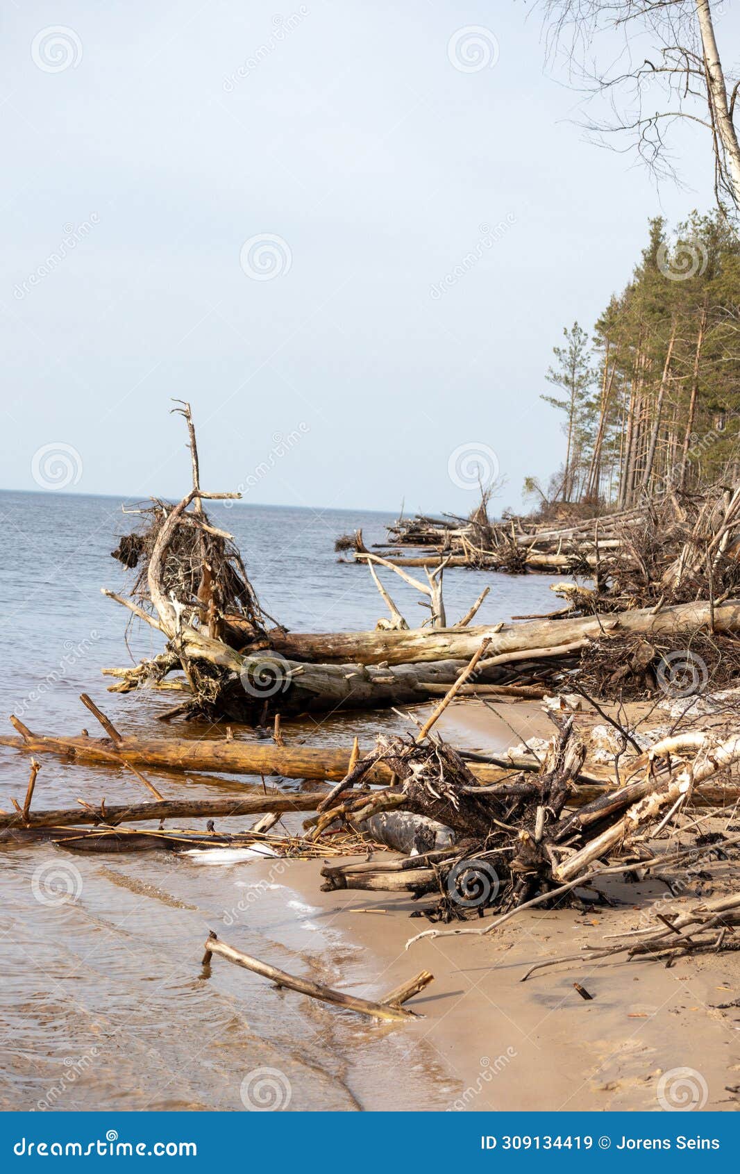 Trees Fell in the Storm at the Edge of the Forest Near the Sand Dune ...