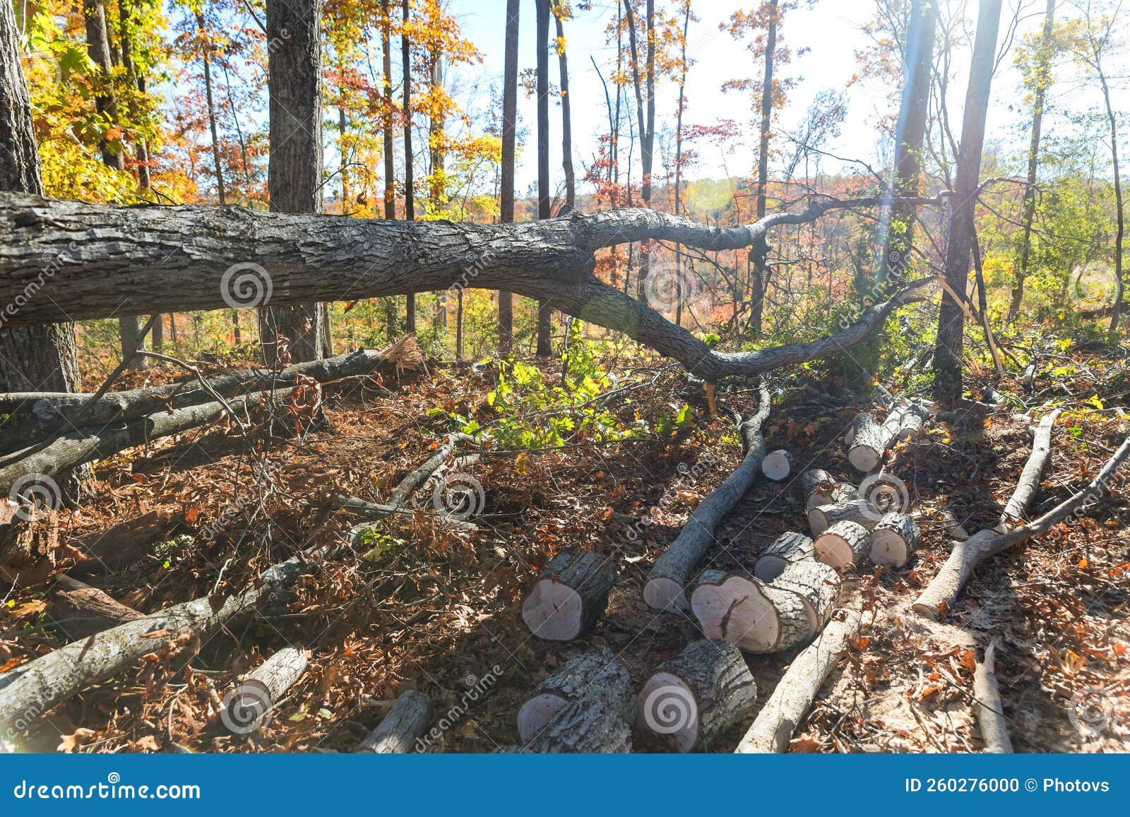 Trees that Fell after the Tornado in the Autumn Park Stock Photo ...
