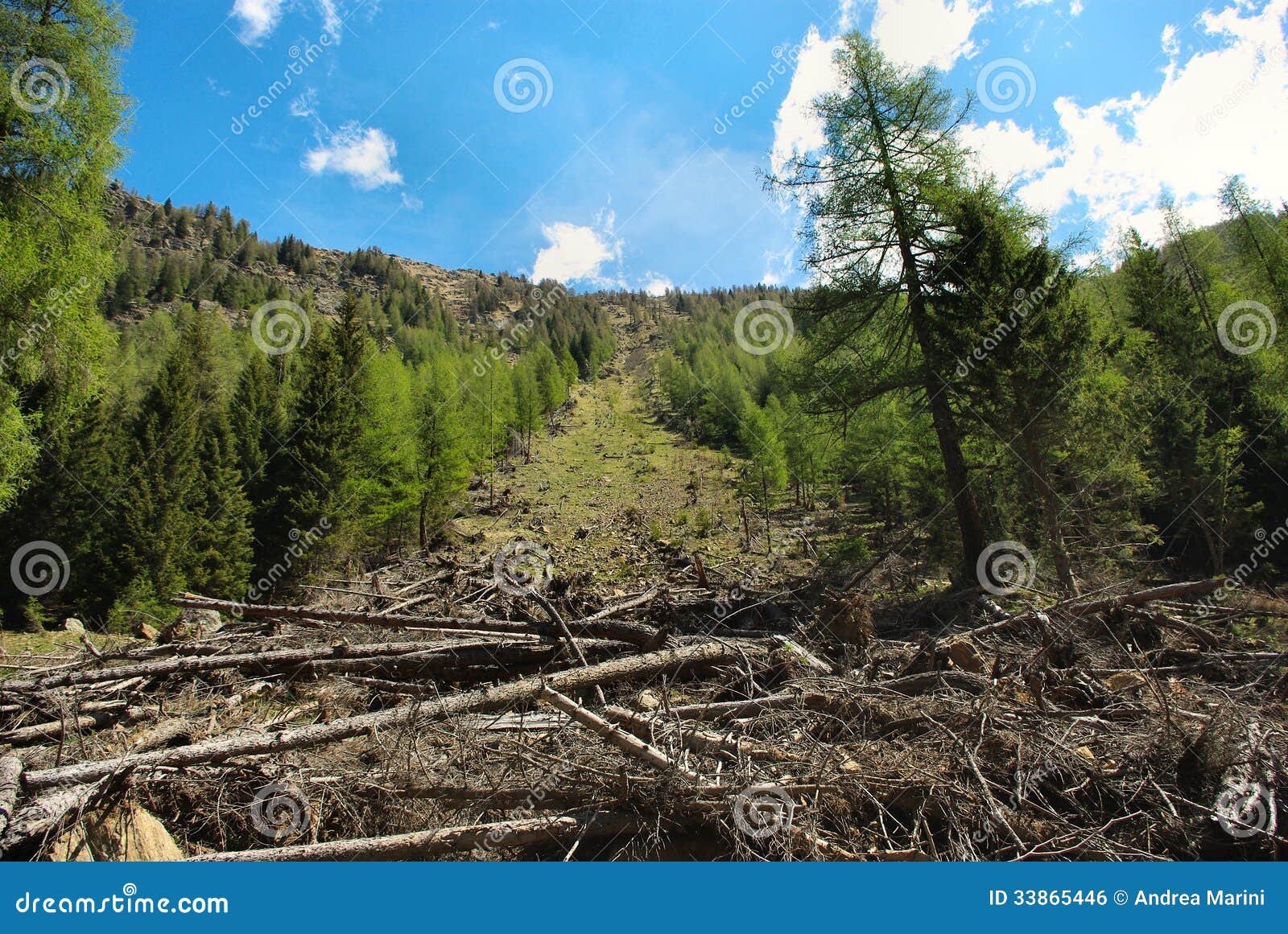 Trees felled by avalanche stock photo. Image of serene - 33865446