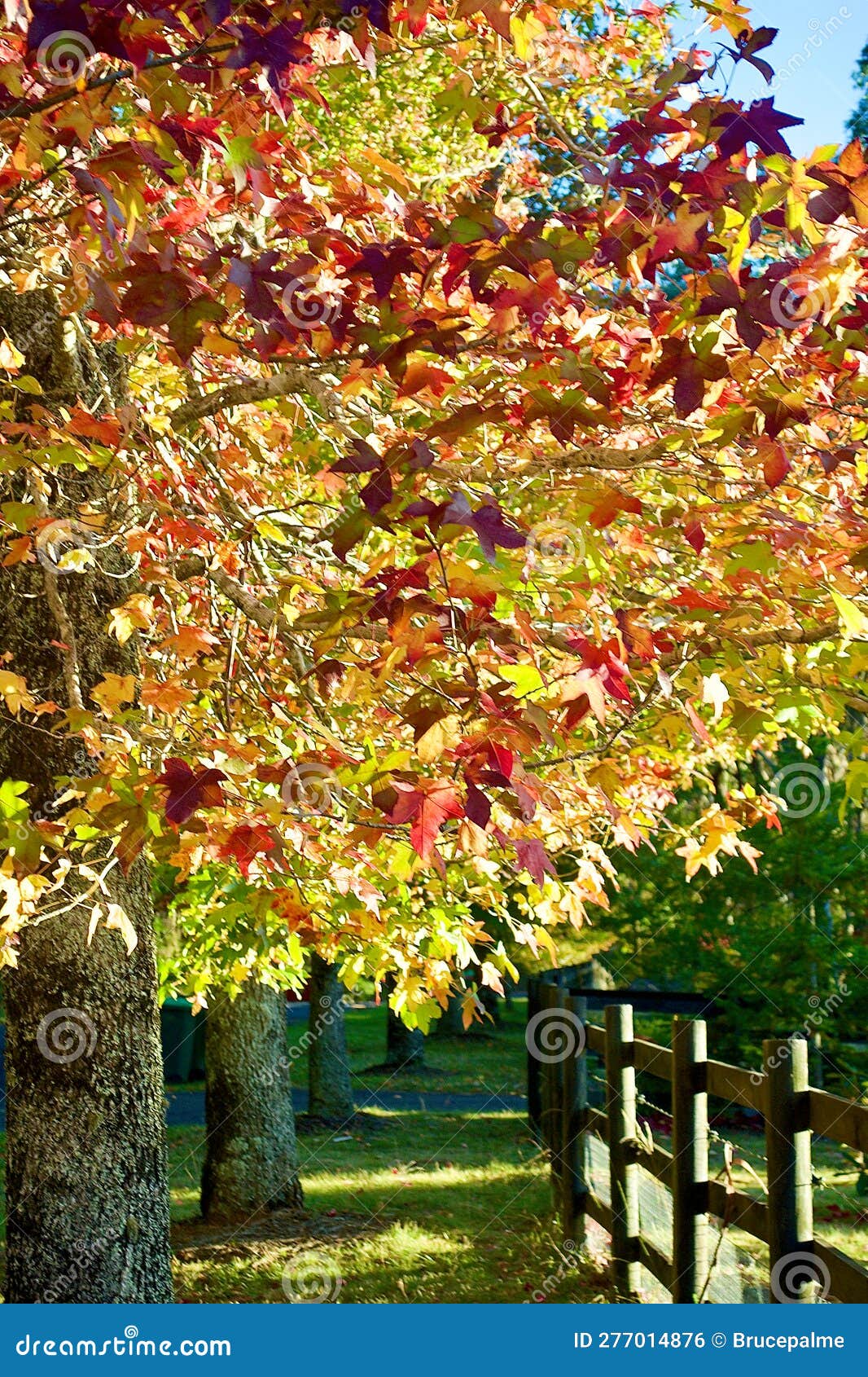 Trees by the Fence Line during Autumn Stock Photo - Image of lush, tree ...