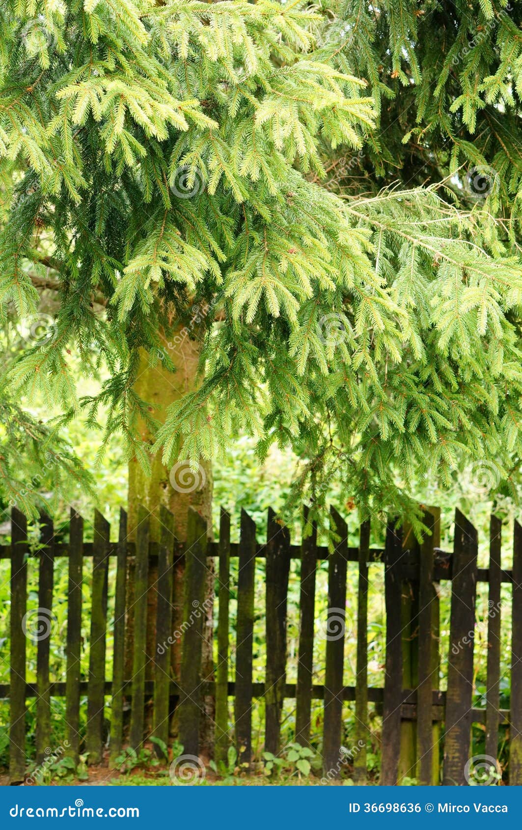 Trees and fence stock photo. Image of fence, nature, pine - 36698636