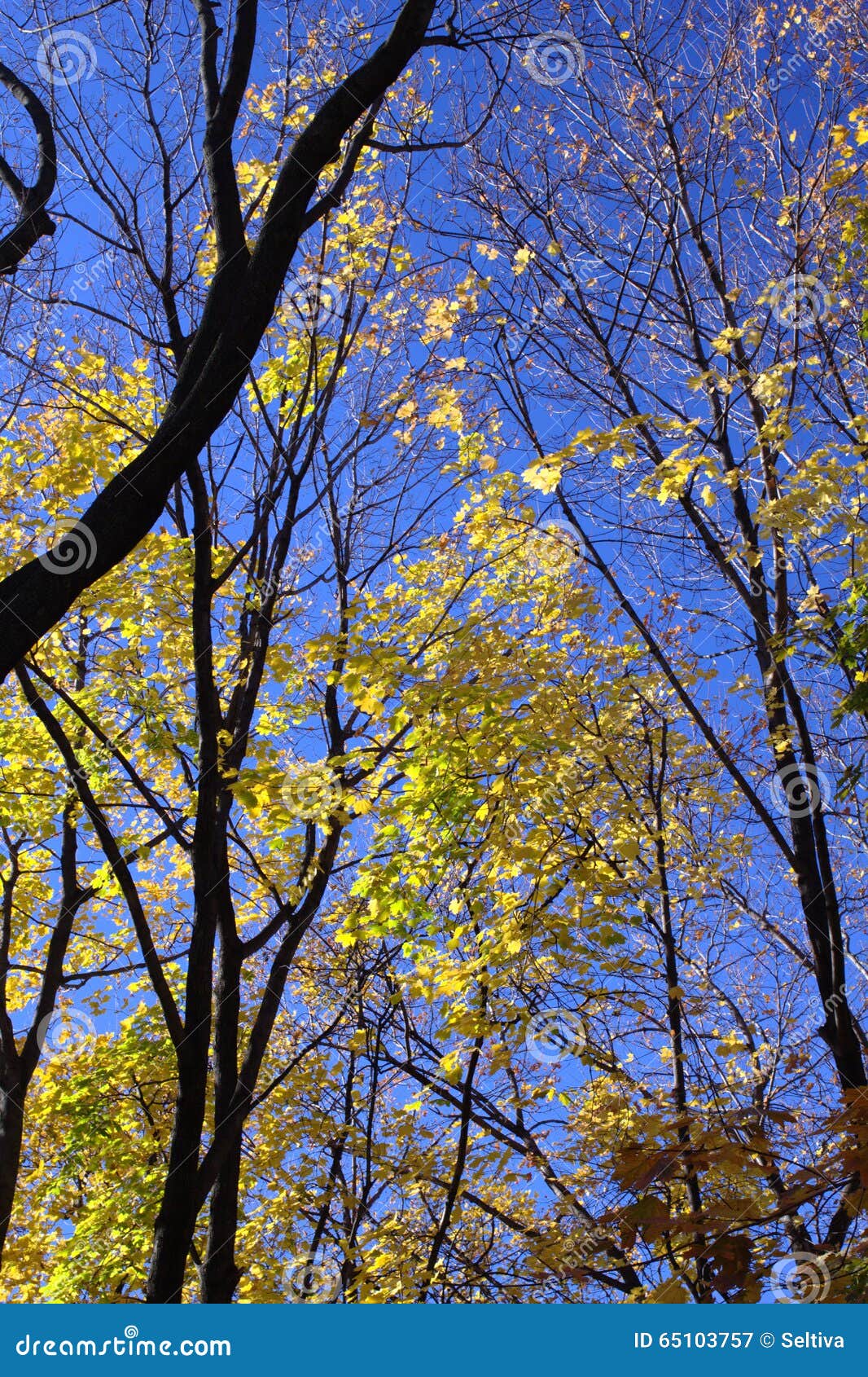 Trees with Few Colored Leaves in Fall Stock Image - Image of outdoor ...