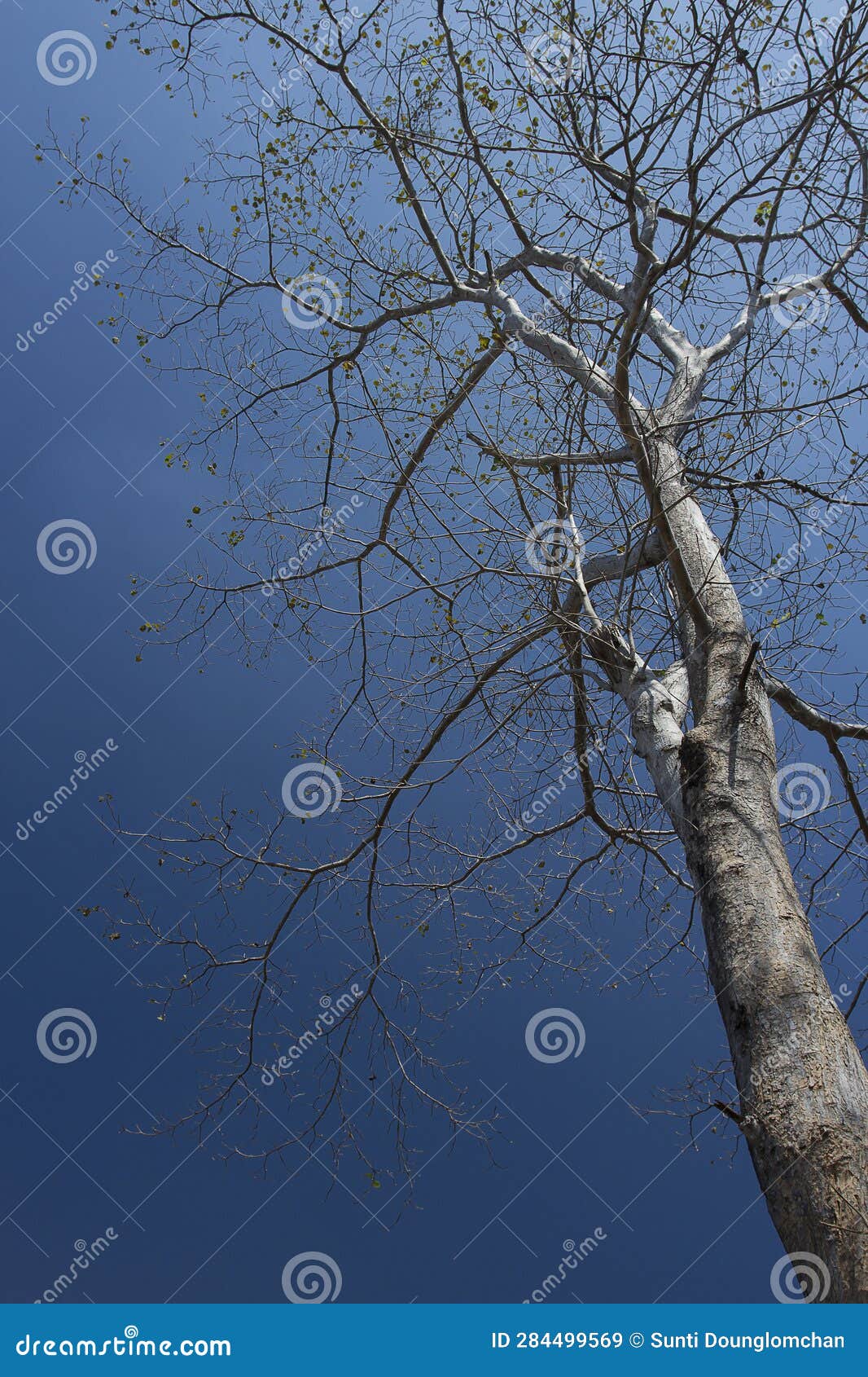 Few Leafy Trees with Sky in the Background.Trees with Few Leaves Stock ...