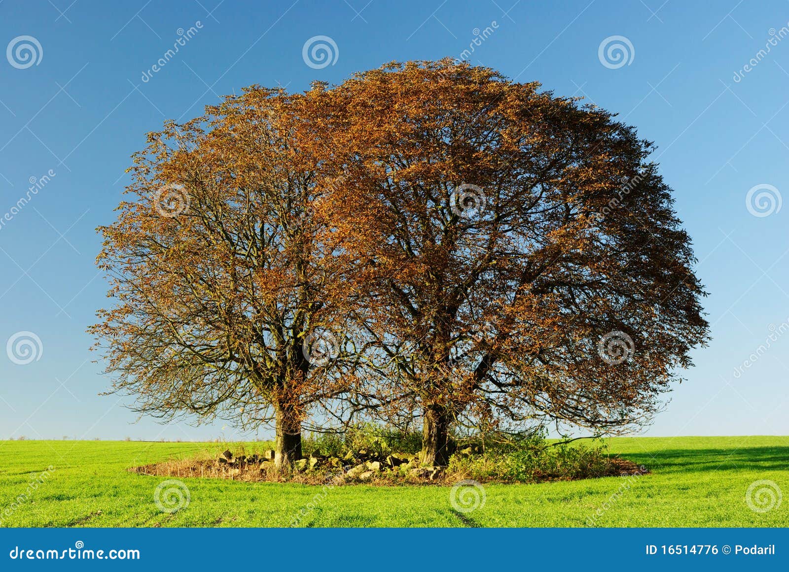 Trees in field stock photo. Image of farming, branching - 16514776