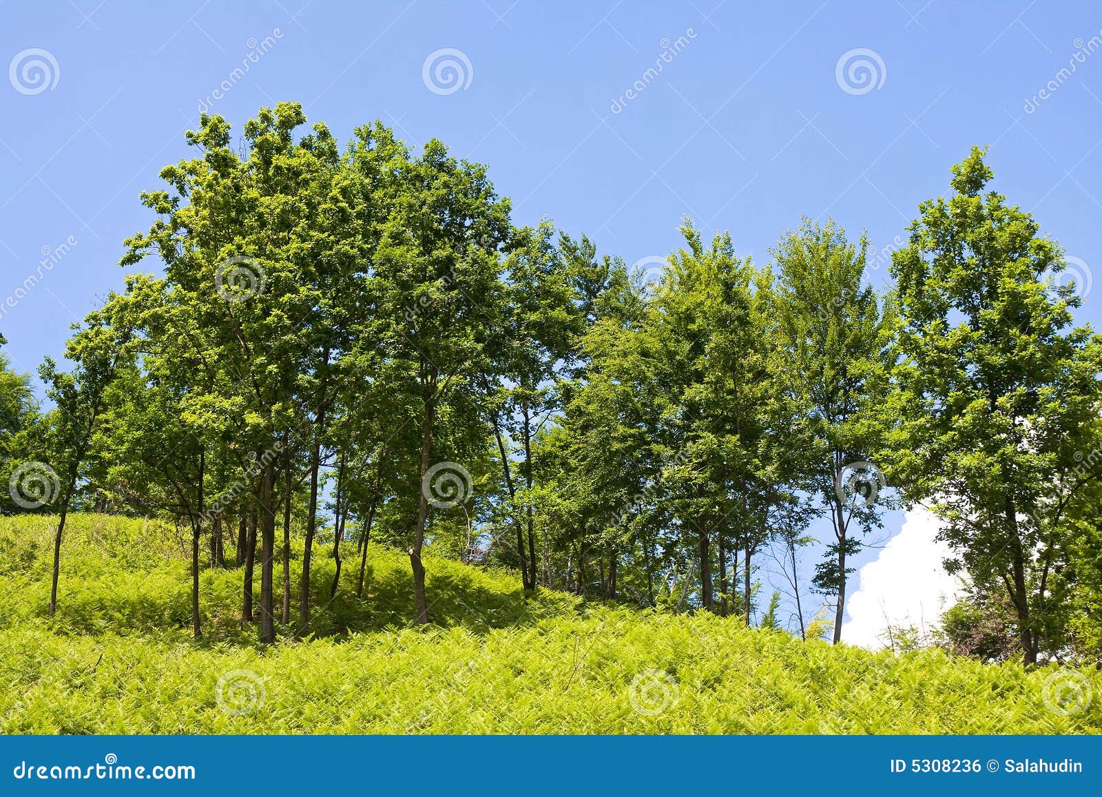 Trees in the field stock photo. Image of flora, summer - 5308236