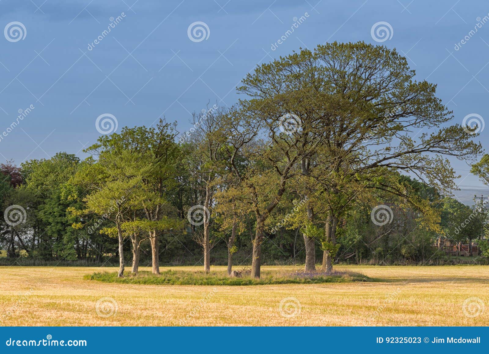 Trees in a Field in the Afternoon Stock Image - Image of field ...