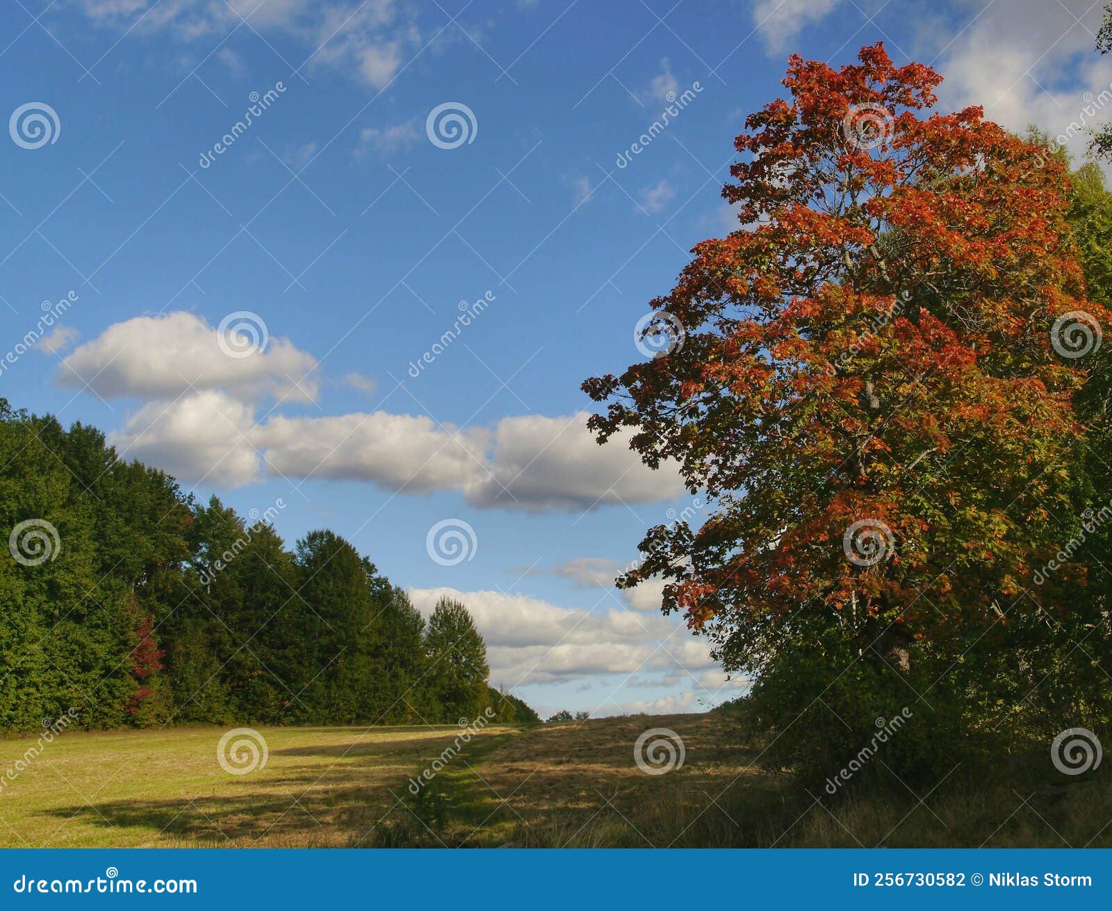 Trees at Field during Autumn Stock Photo - Image of tree, prairie ...