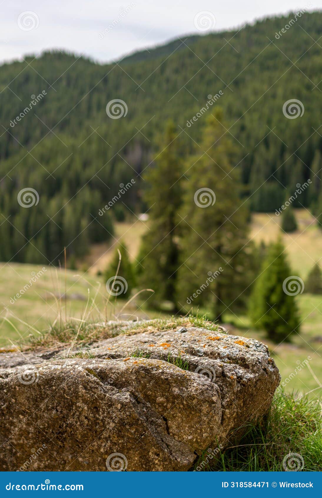 Trees in a Field with Distant Bucegi Mountains View, Romania Stock ...