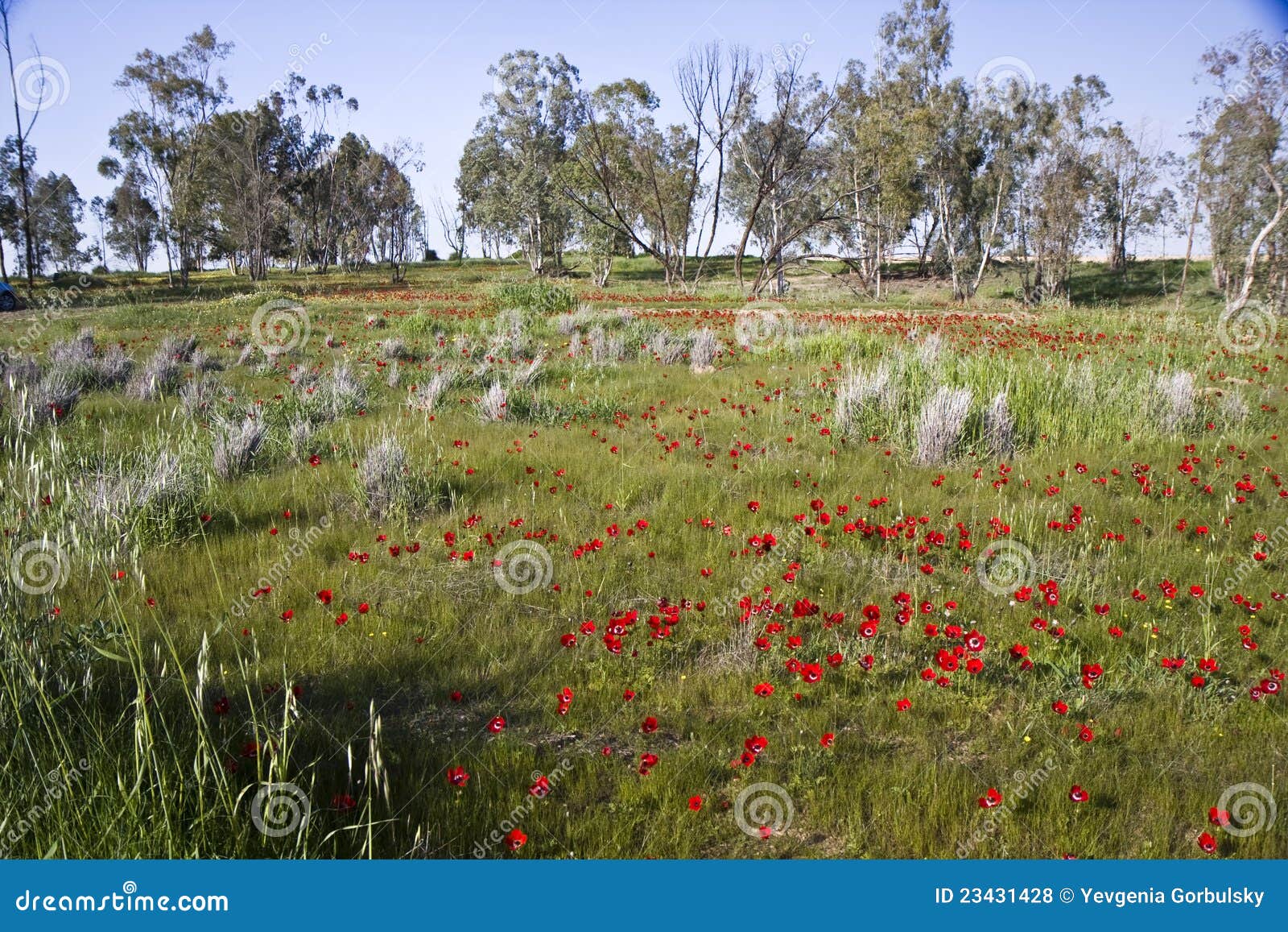 Trees in a Field of Flowers Stock Photo - Image of field, israel: 23431428
